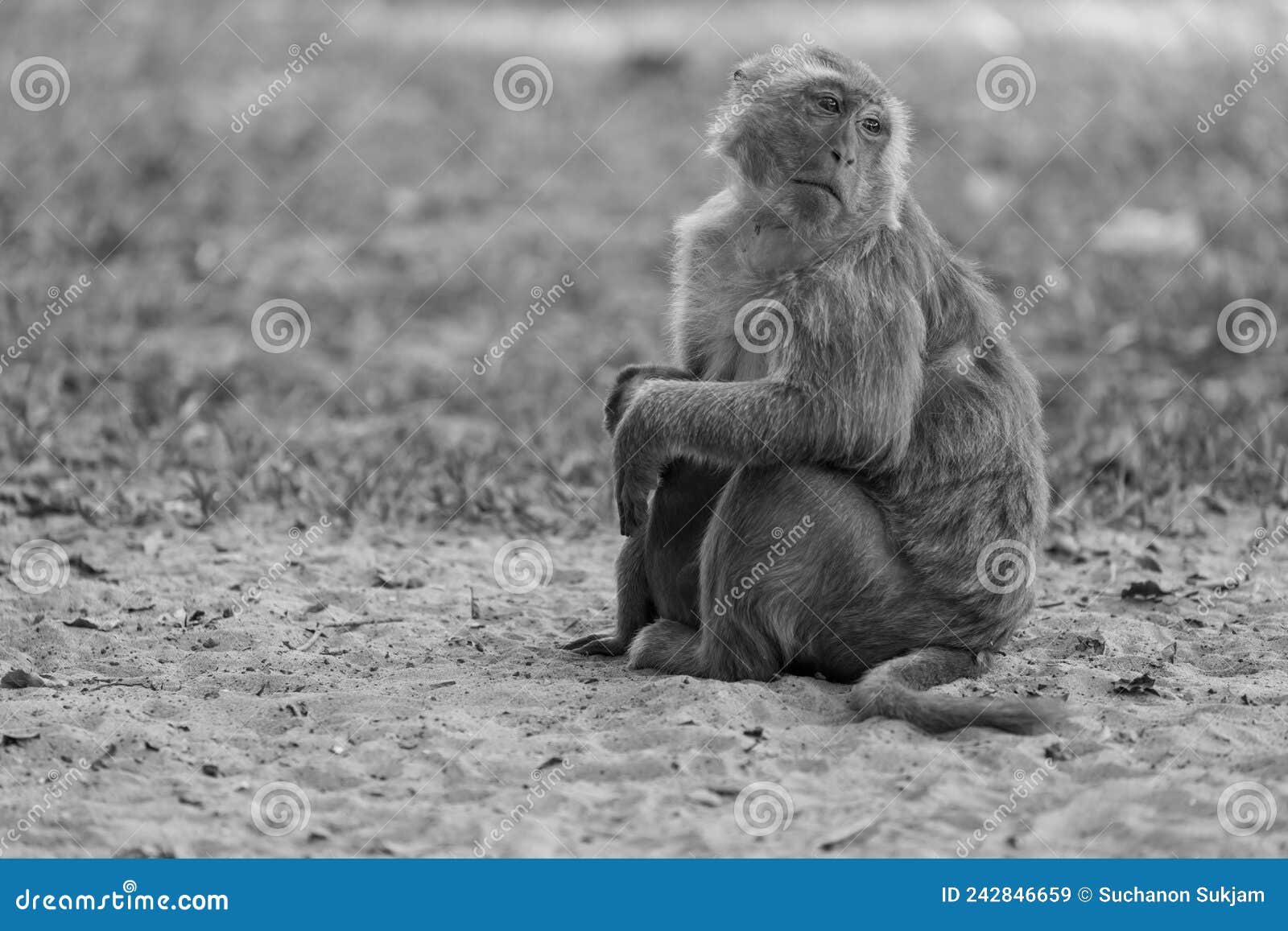 Lone Monkey Sitting on the Grass Stock Image - Image of green, hairy ...