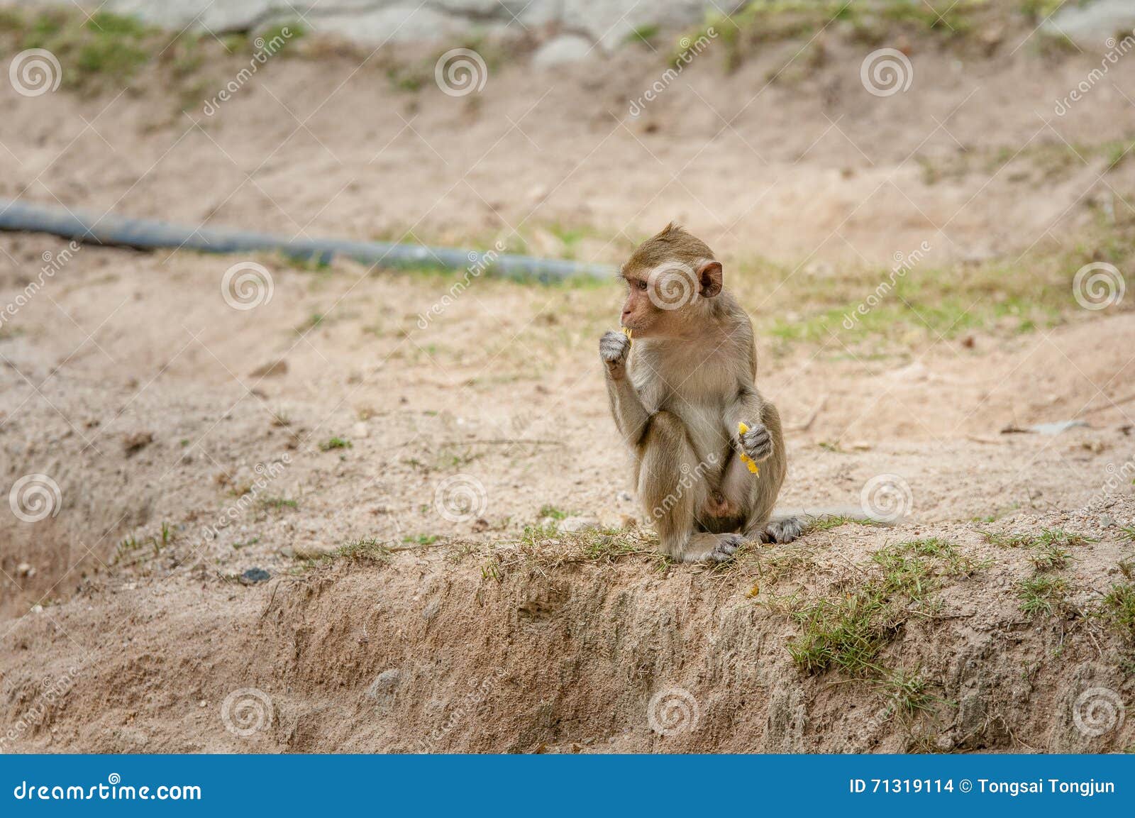 Lone stock photo. Image of fascicularis, body, lost, gardens - 71319114