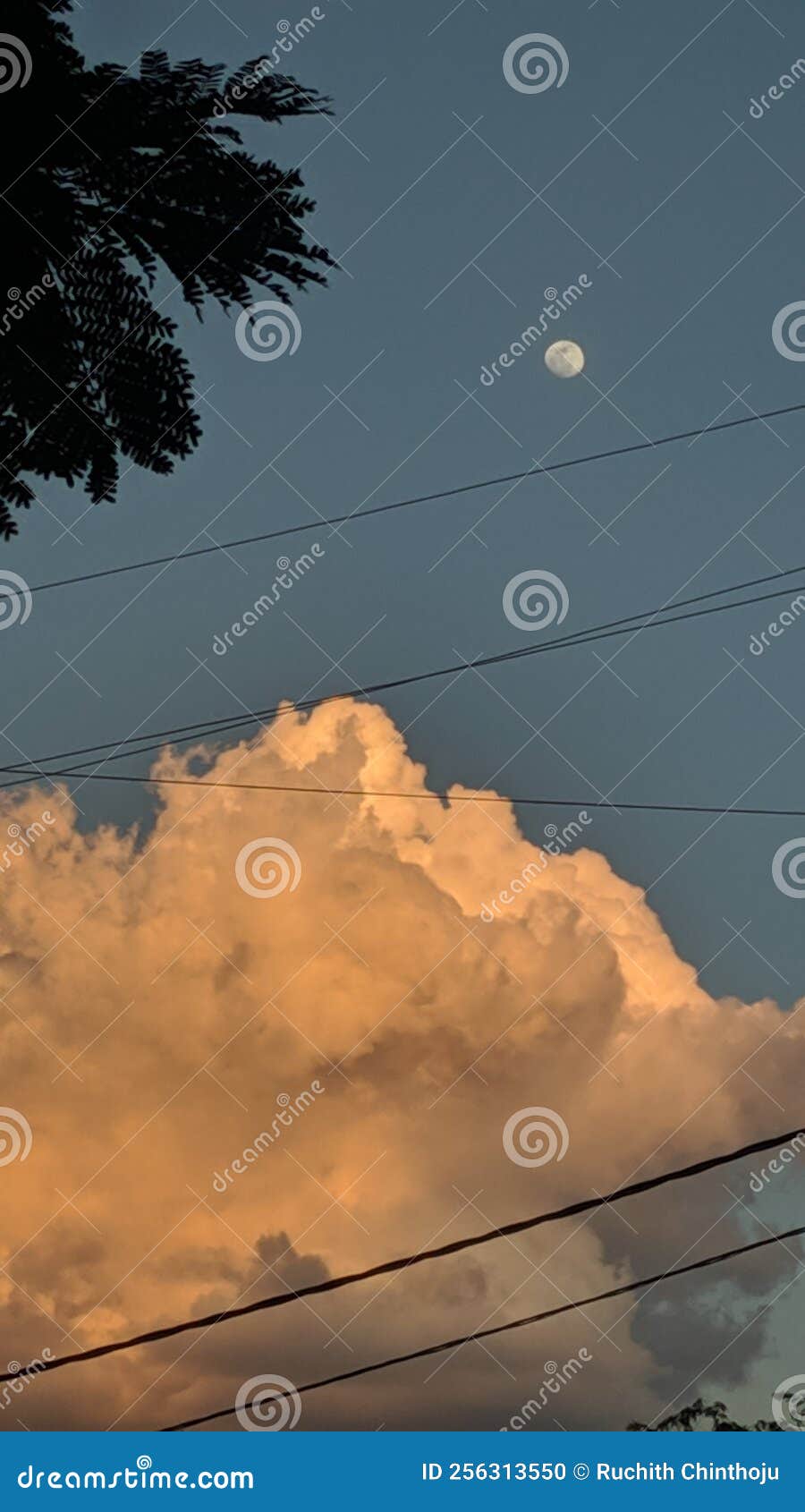 The Lone Moon stock photo. Image of lone, scenic, dark - 256313550