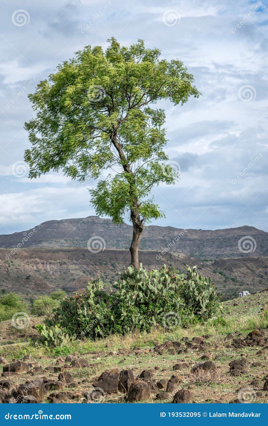Lone Neem Tree with Lots of Cactus Trees at Trunk with Clear Blue Sky ...
