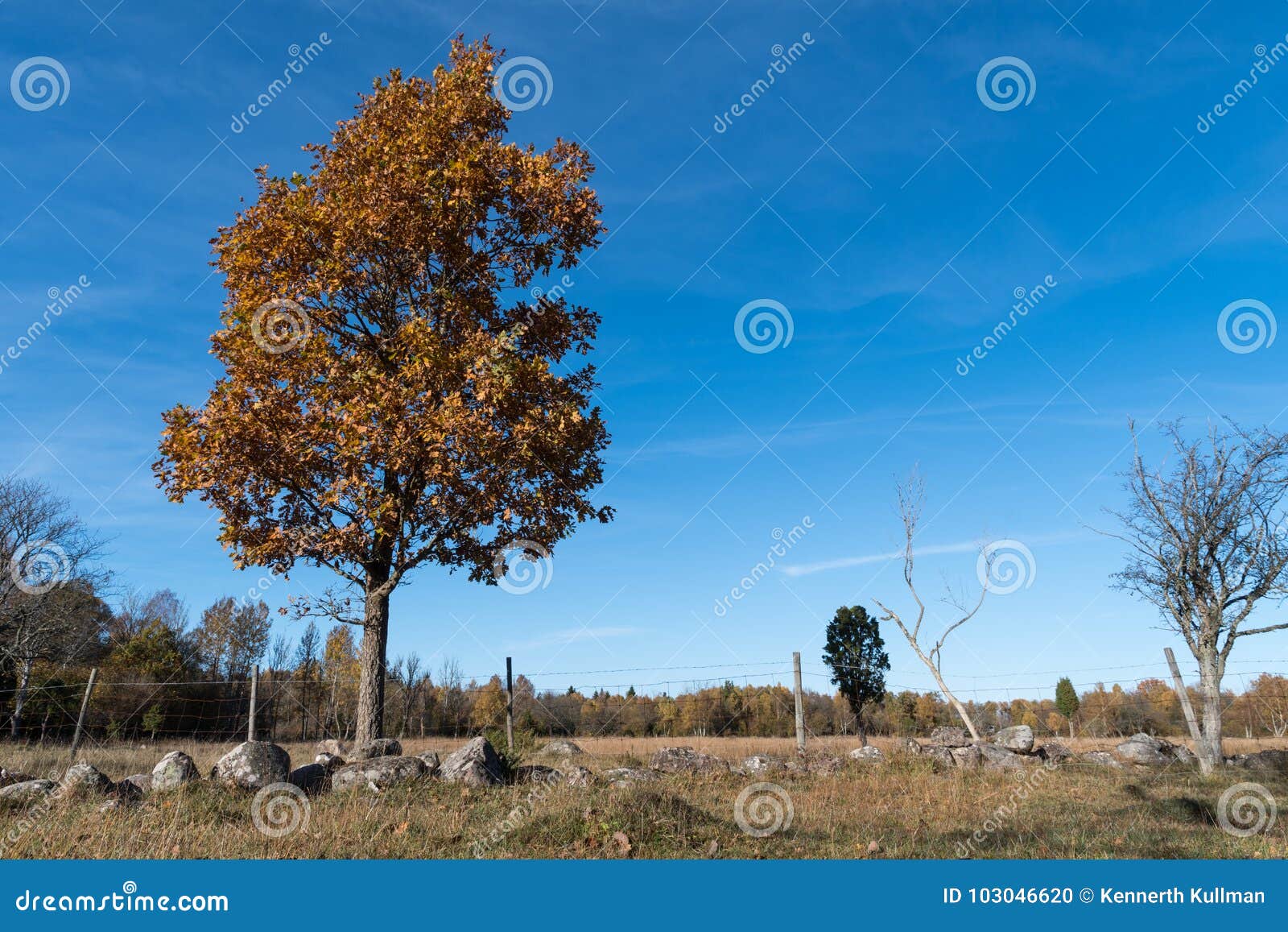 Lone Oak Tree in Fall Colors Stock Photo - Image of brown, beauty ...