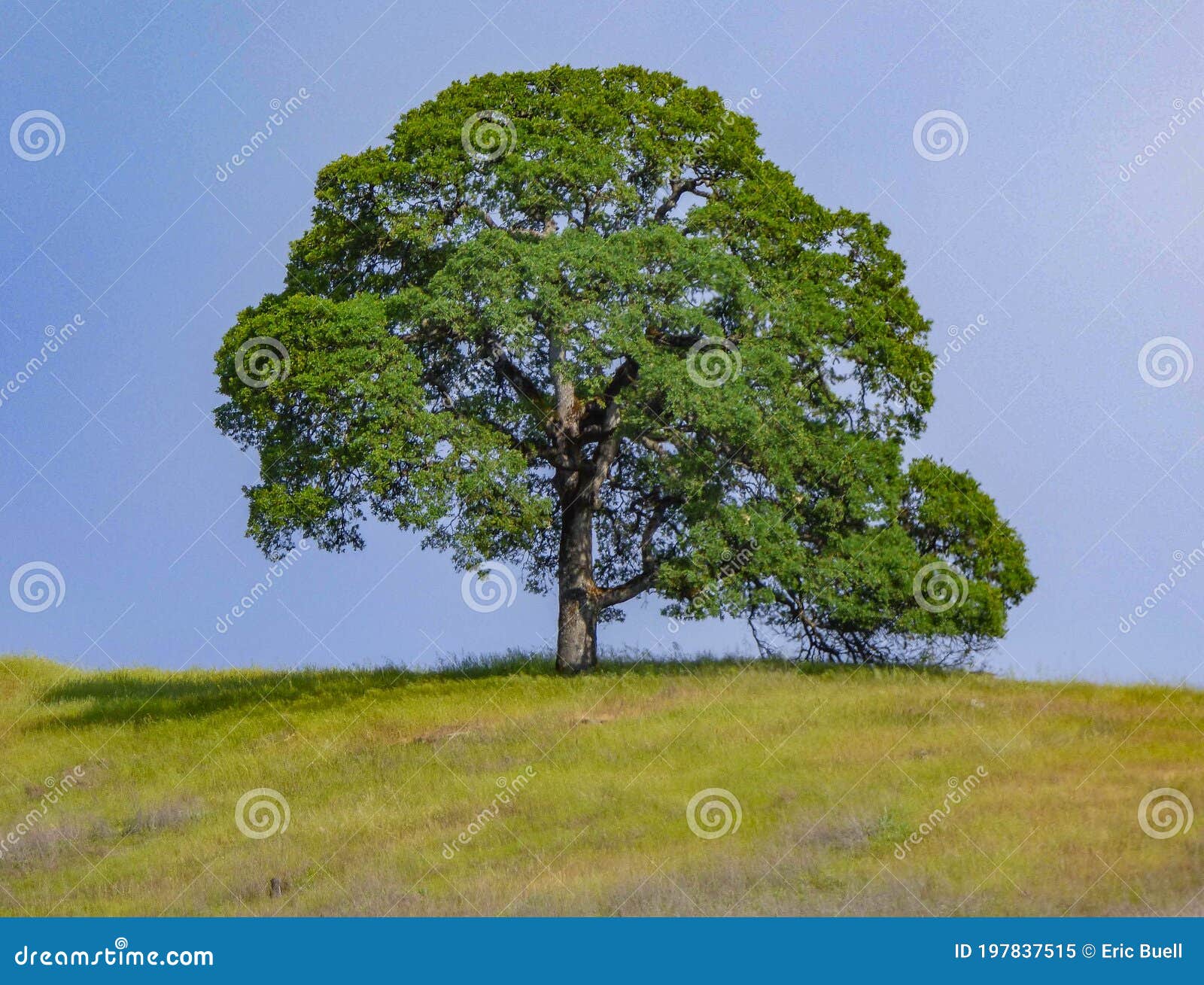 Lone Oak Tree on Hill, Cronan Ranch Stock Image - Image of birds, hill ...