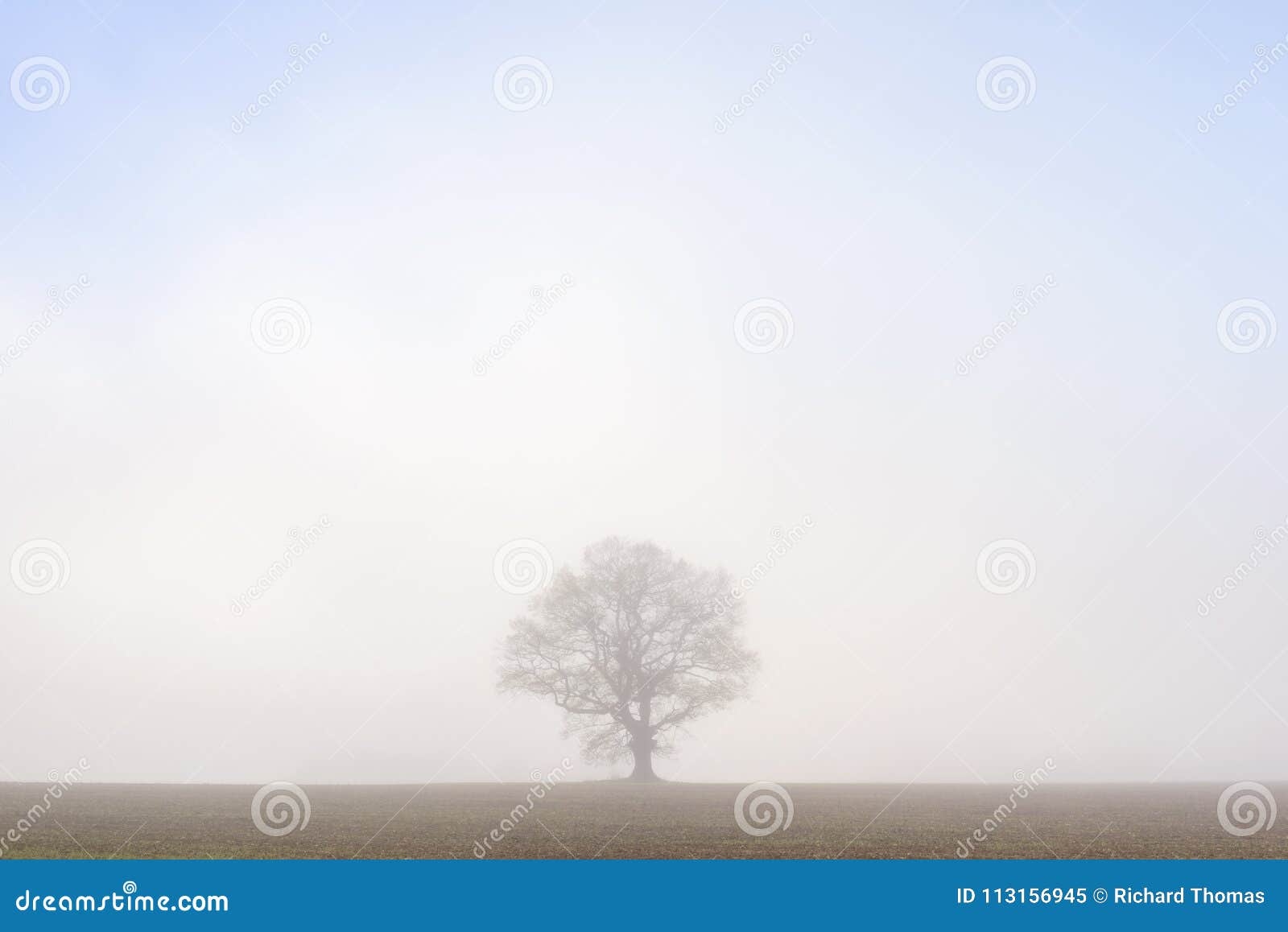 Lone Oak Tree in Misty Field Stock Image - Image of branches, blue ...