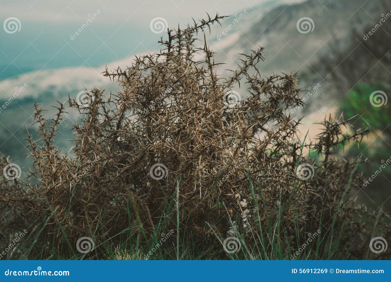 The Lone Old Thorn Bush on the Hillside Stock Image - Image of burdock ...