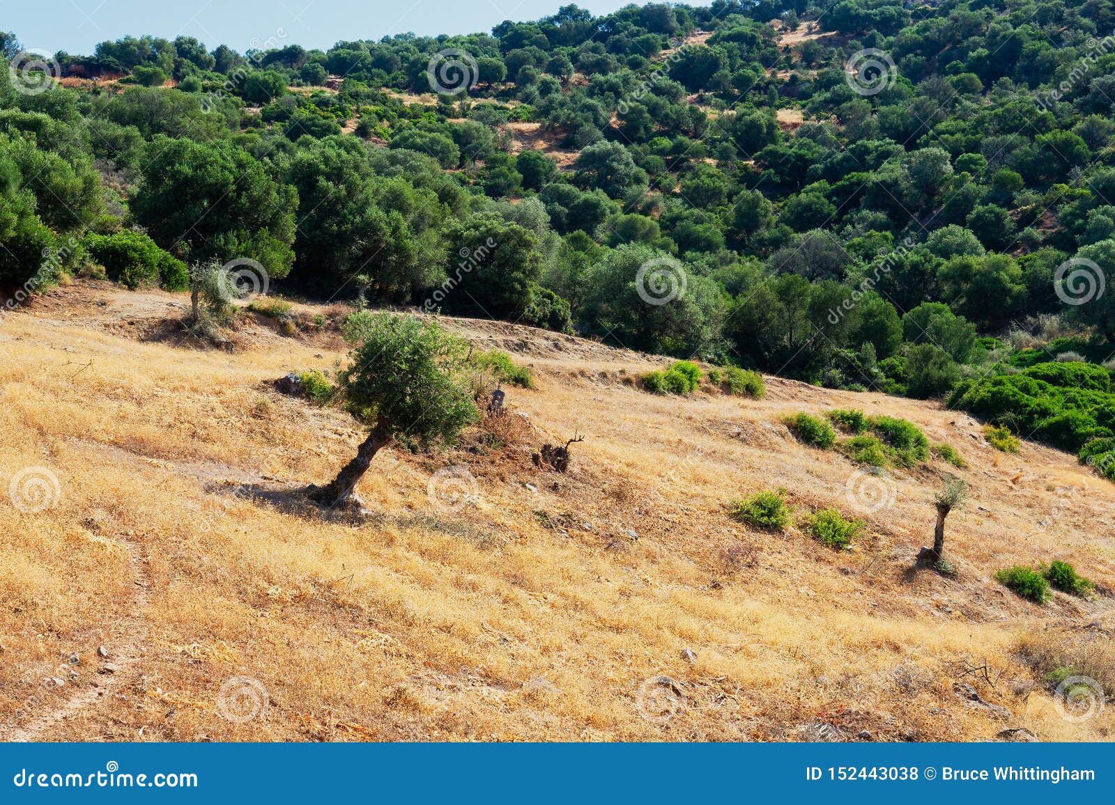 Lone Olive Tree on Bare Mountainside, Greece Stock Photo - Image of ...