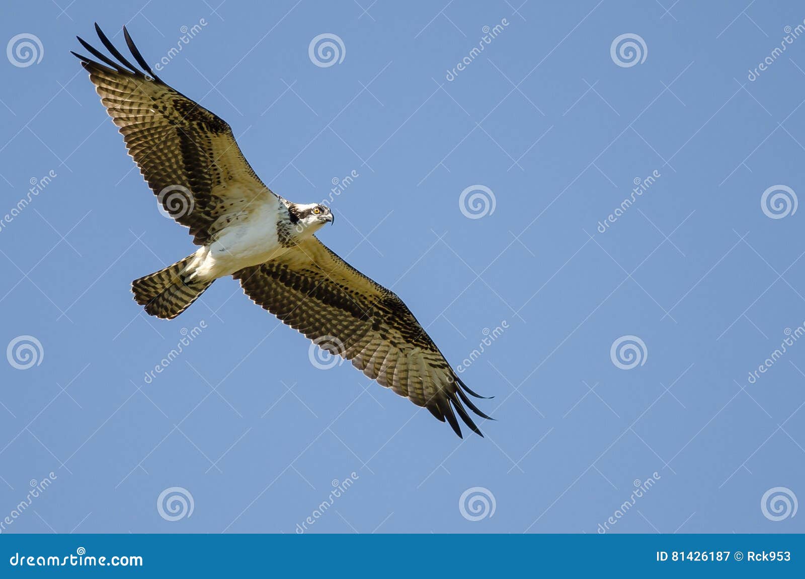 Lone Osprey Flying in Blue Sky Stock Image - Image of bird, north: 81426187
