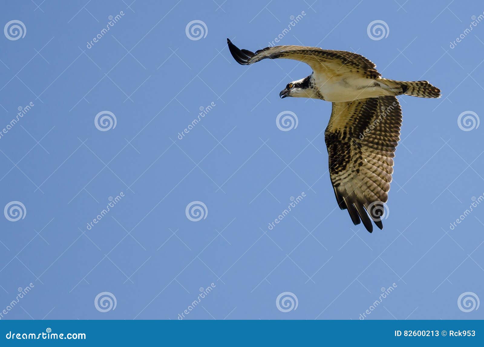 Lone Osprey Flying in Blue Sky Stock Image - Image of lone, wildlife ...
