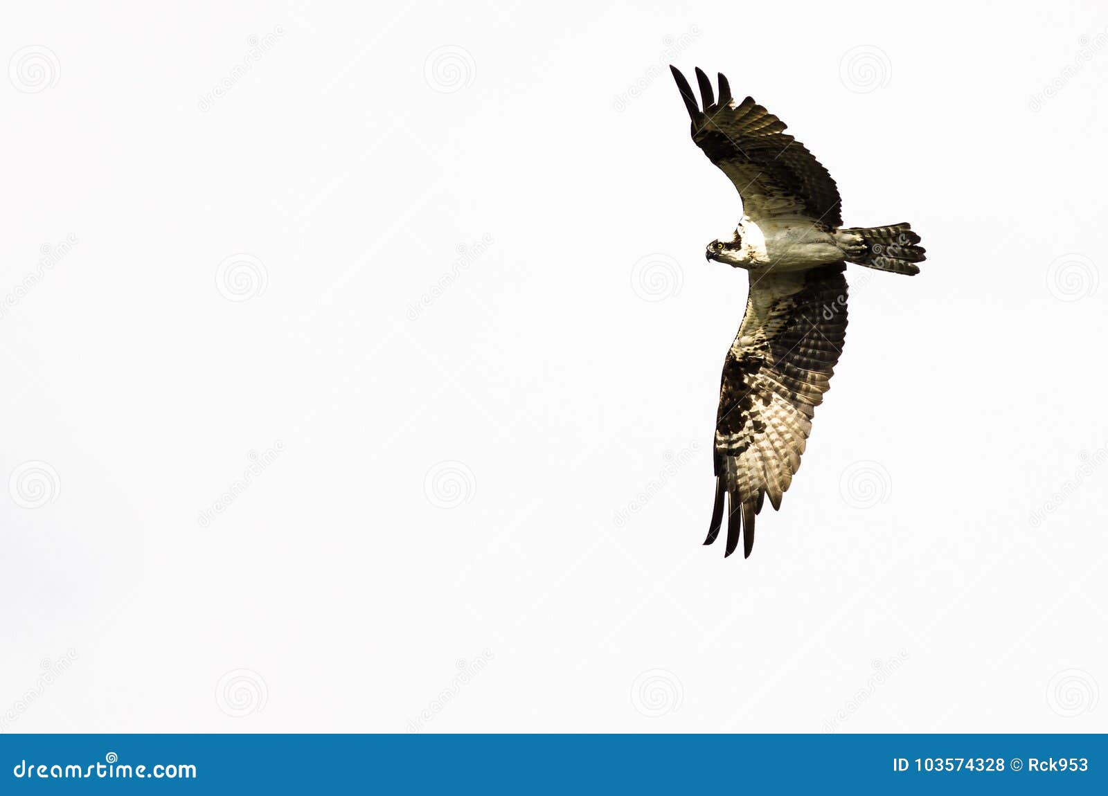 Lone Osprey Flying on a White Background Stock Photo - Image of america ...