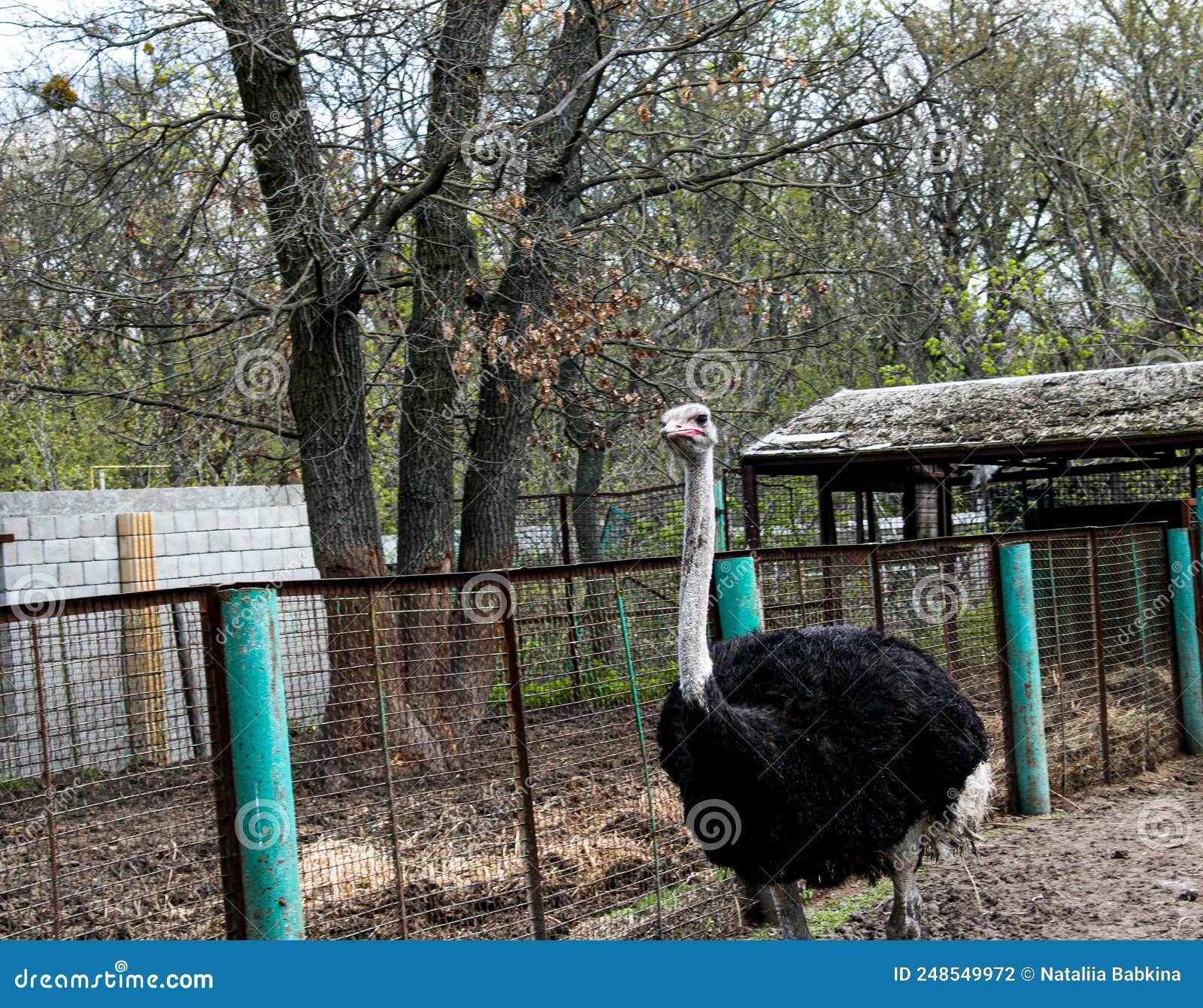 A Lone Ostrich in the Zoo. Black Ostrich Stands among the Corral Stock ...