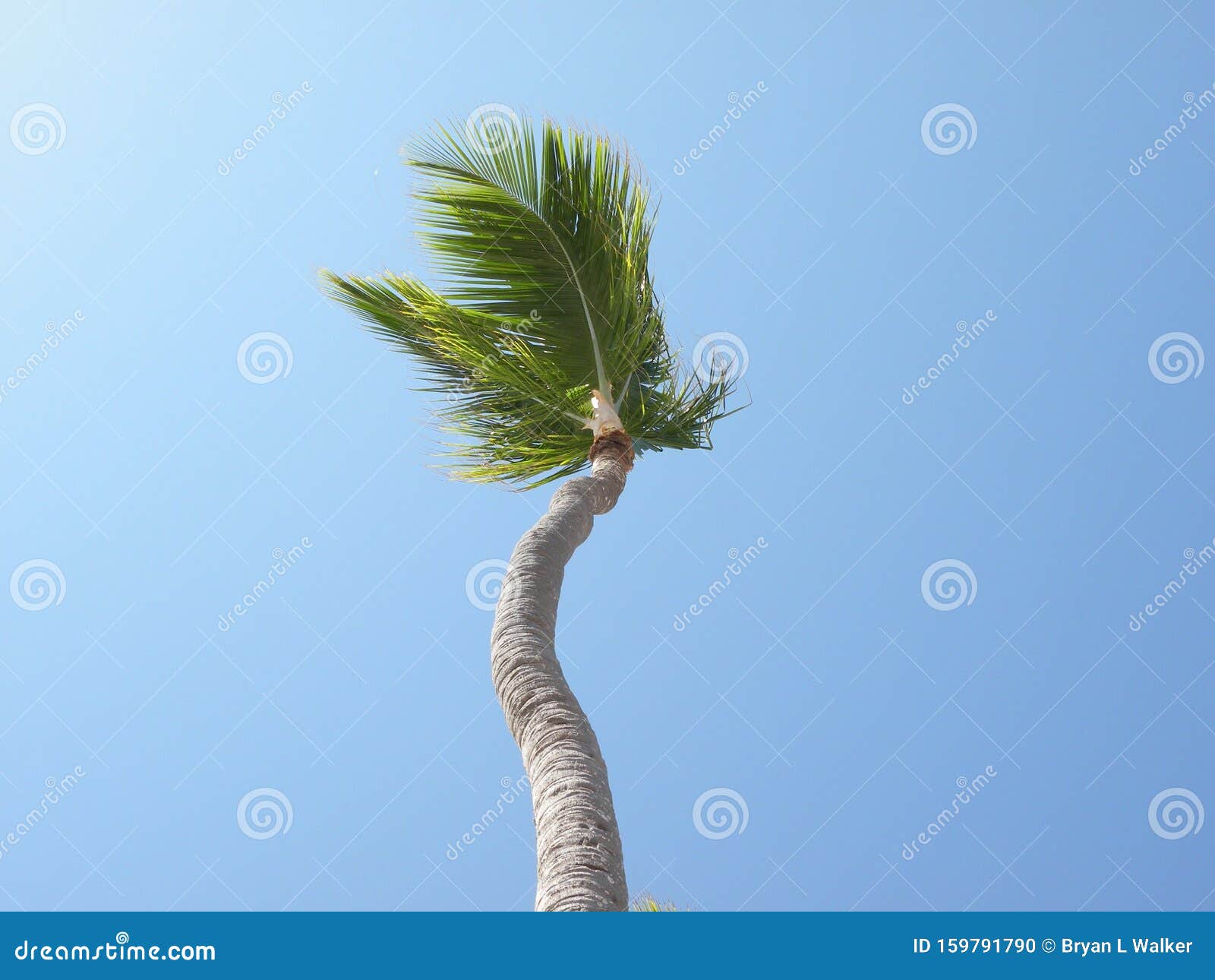 A Lone Palm Tree stock photo. Image of tropical, tree - 159791790