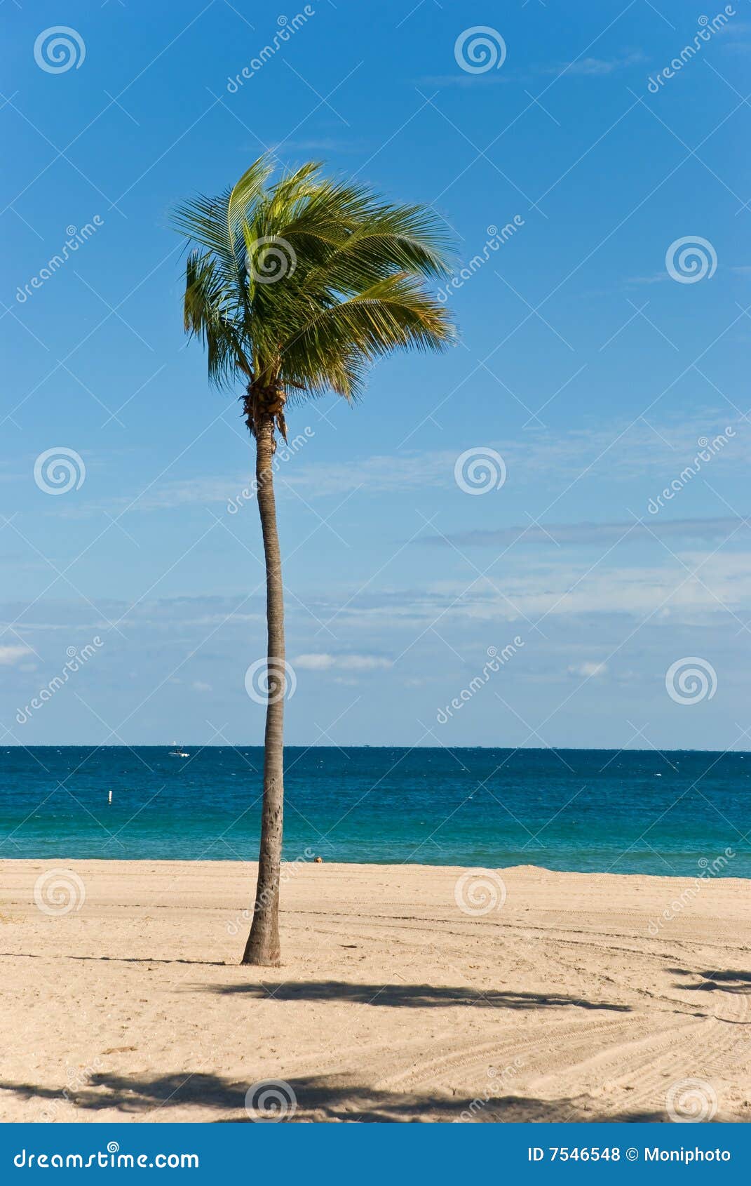 Lone Palm Tree on a Windy,sunny Day Stock Photo - Image of coconuts ...