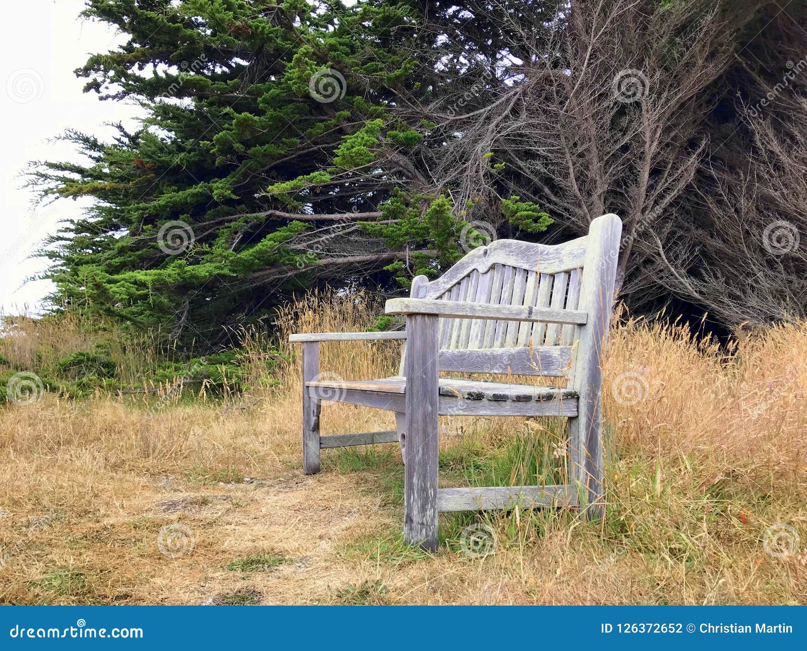 Lone park bench stock photo. Image of lone, park, tranquility - 126372652