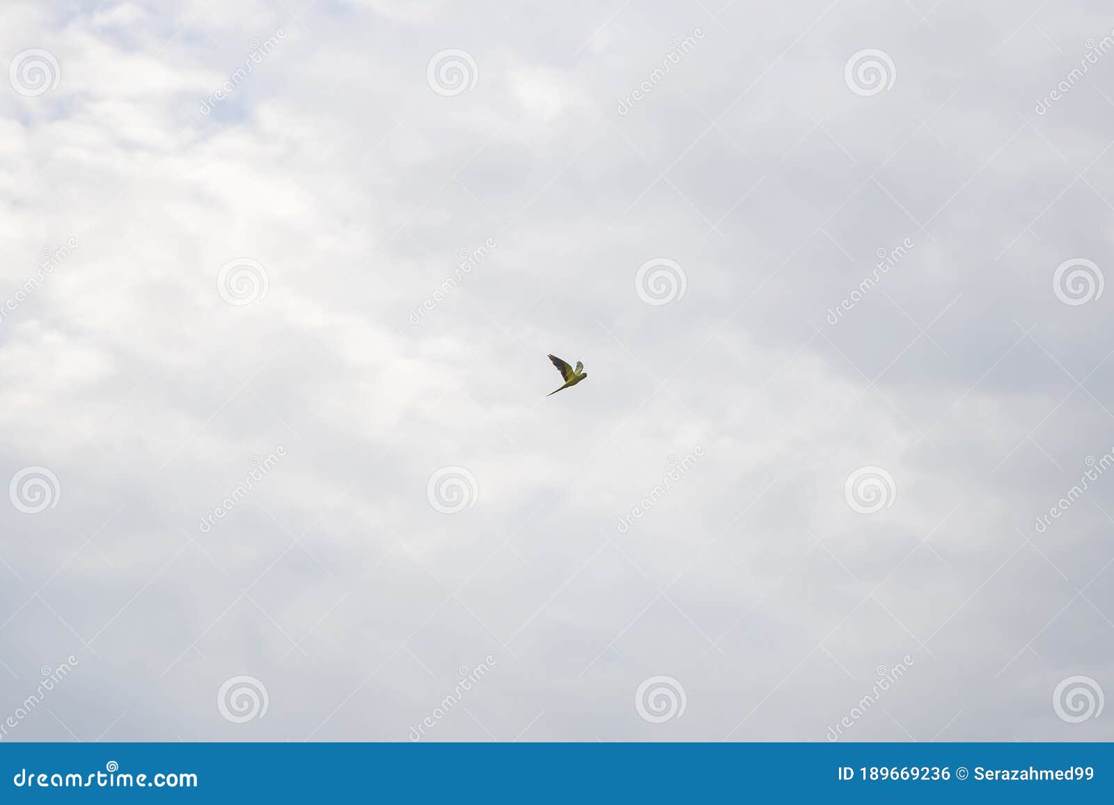 Lone Parrot Flying Against the White Clouds Stock Photo - Image of ...