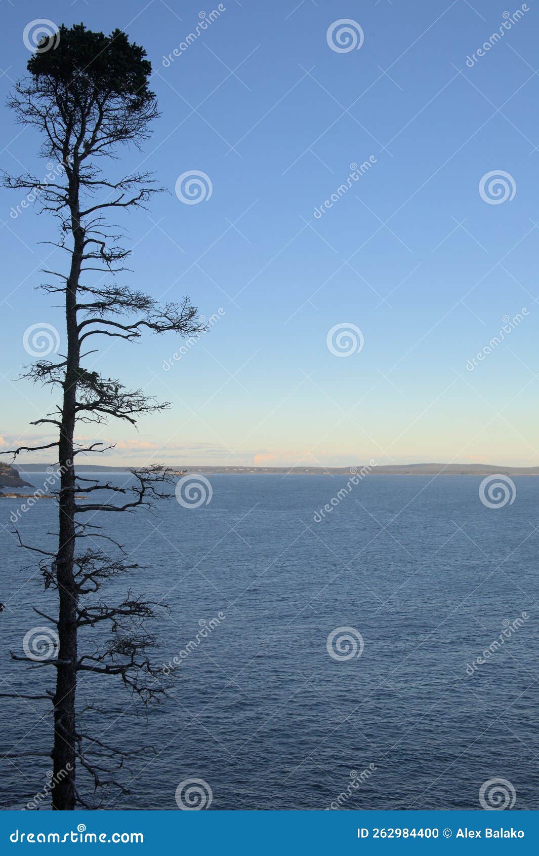 Bar Harbor stock photo. Image of lone, seaside, tree - 262984400