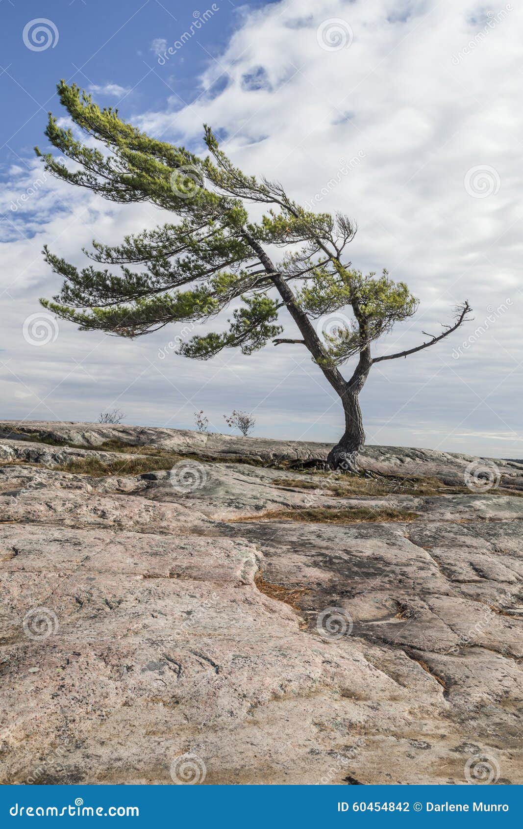 Iconic Windswept Trees Of New Zealand Stock Photo | CartoonDealer.com ...
