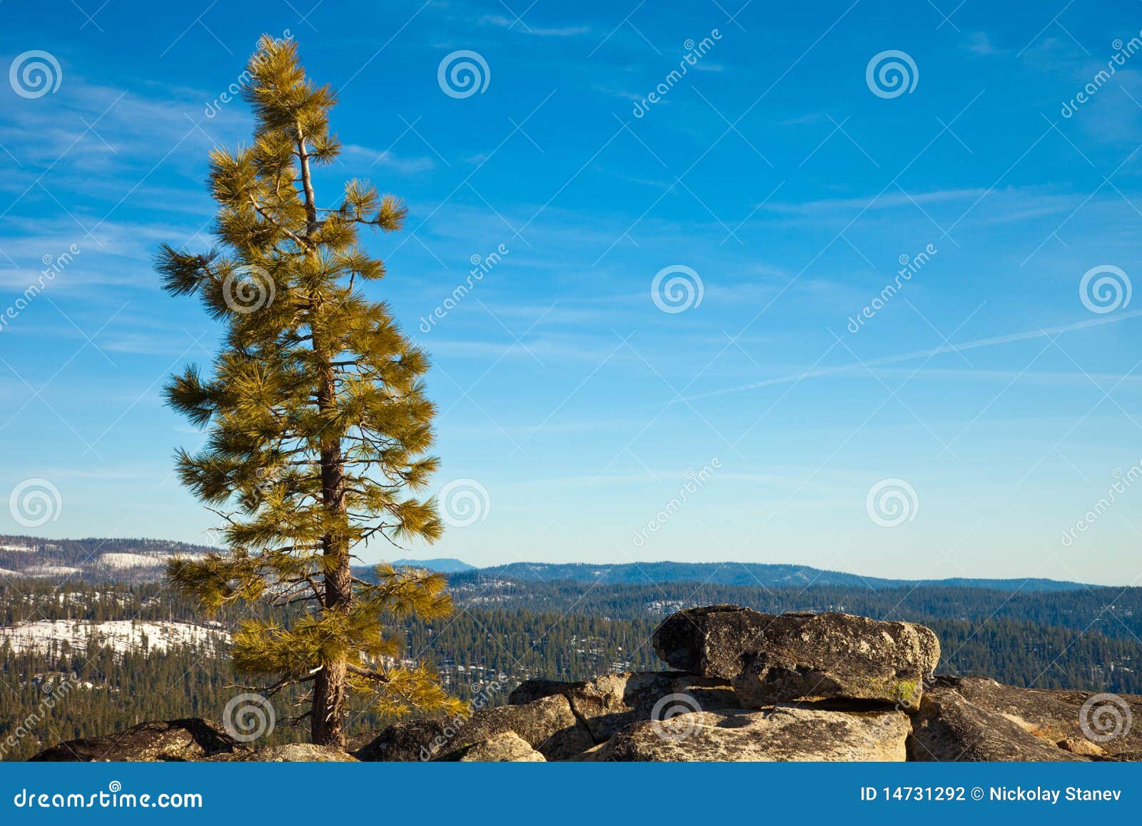 Lone Pine Tree stock photo. Image of tree, park, vista - 14731292