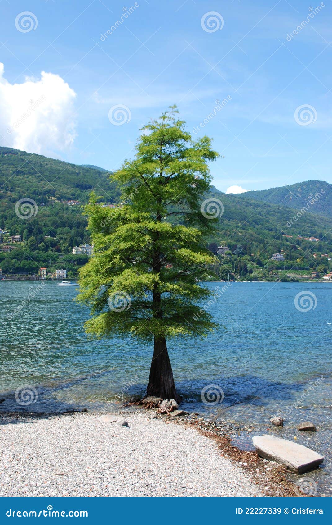 Lone pine tree stock image. Image of outdoors, scenery - 22227339