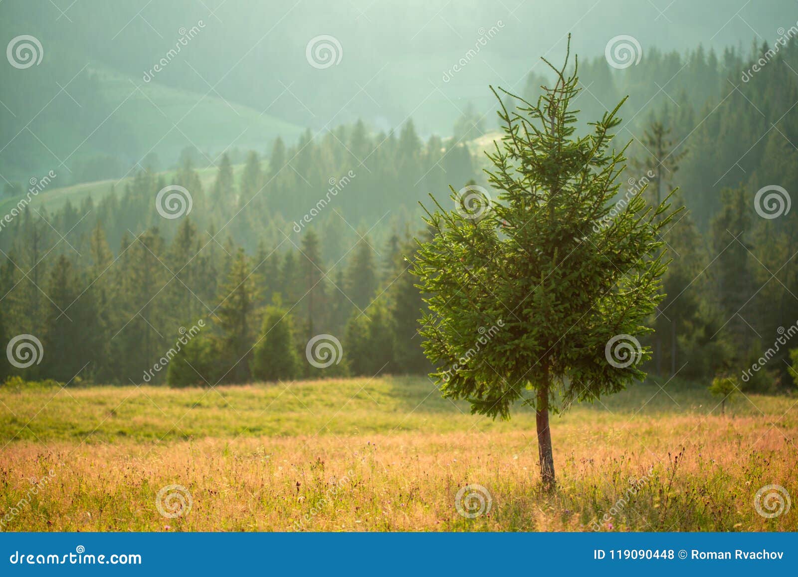 A Lone Pine Tree Against the Background of the Forest and Mountains ...