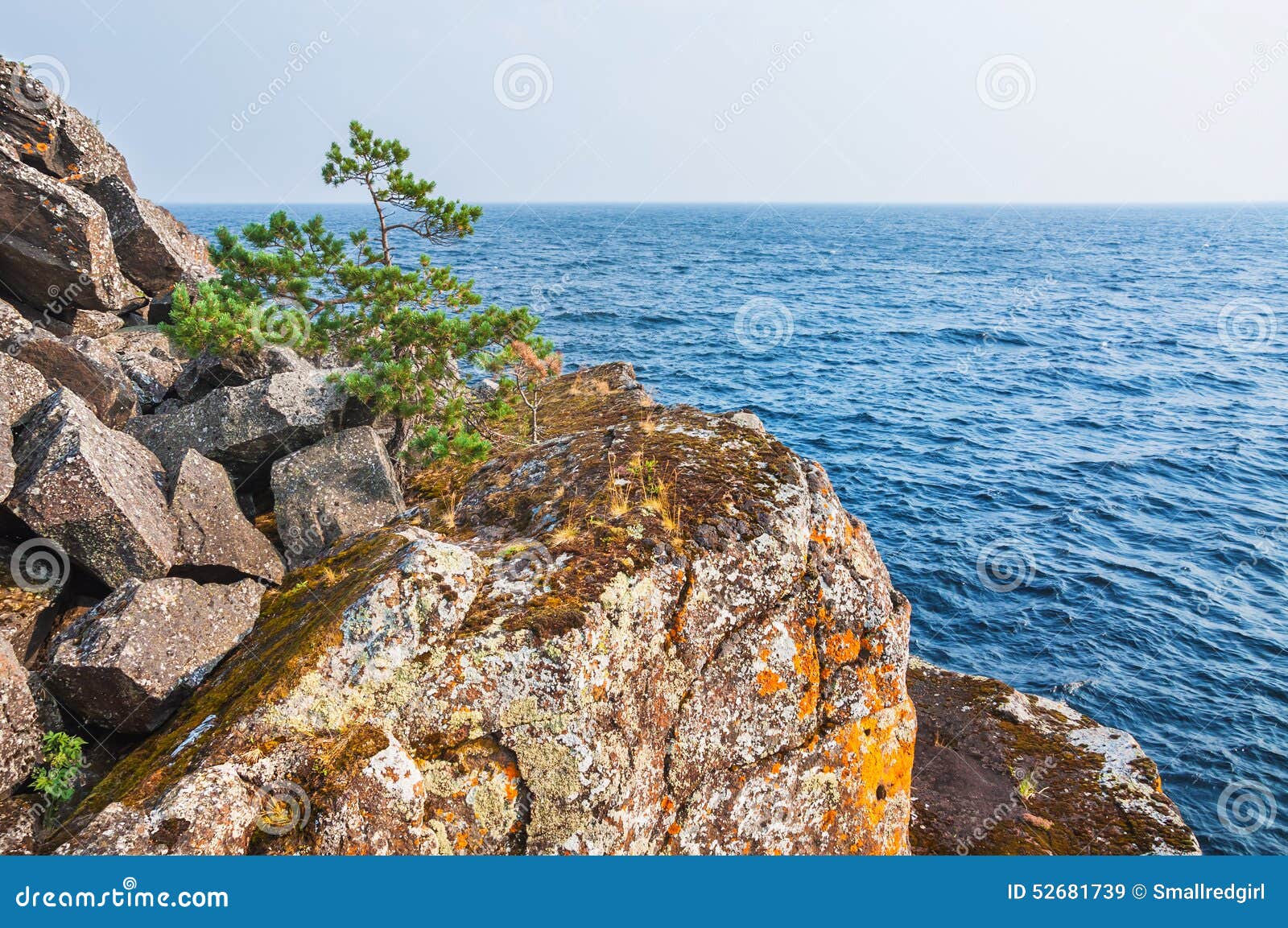 Lone Pine Tree on a Cliff by the Sea. Stock Image - Image of outdoor ...