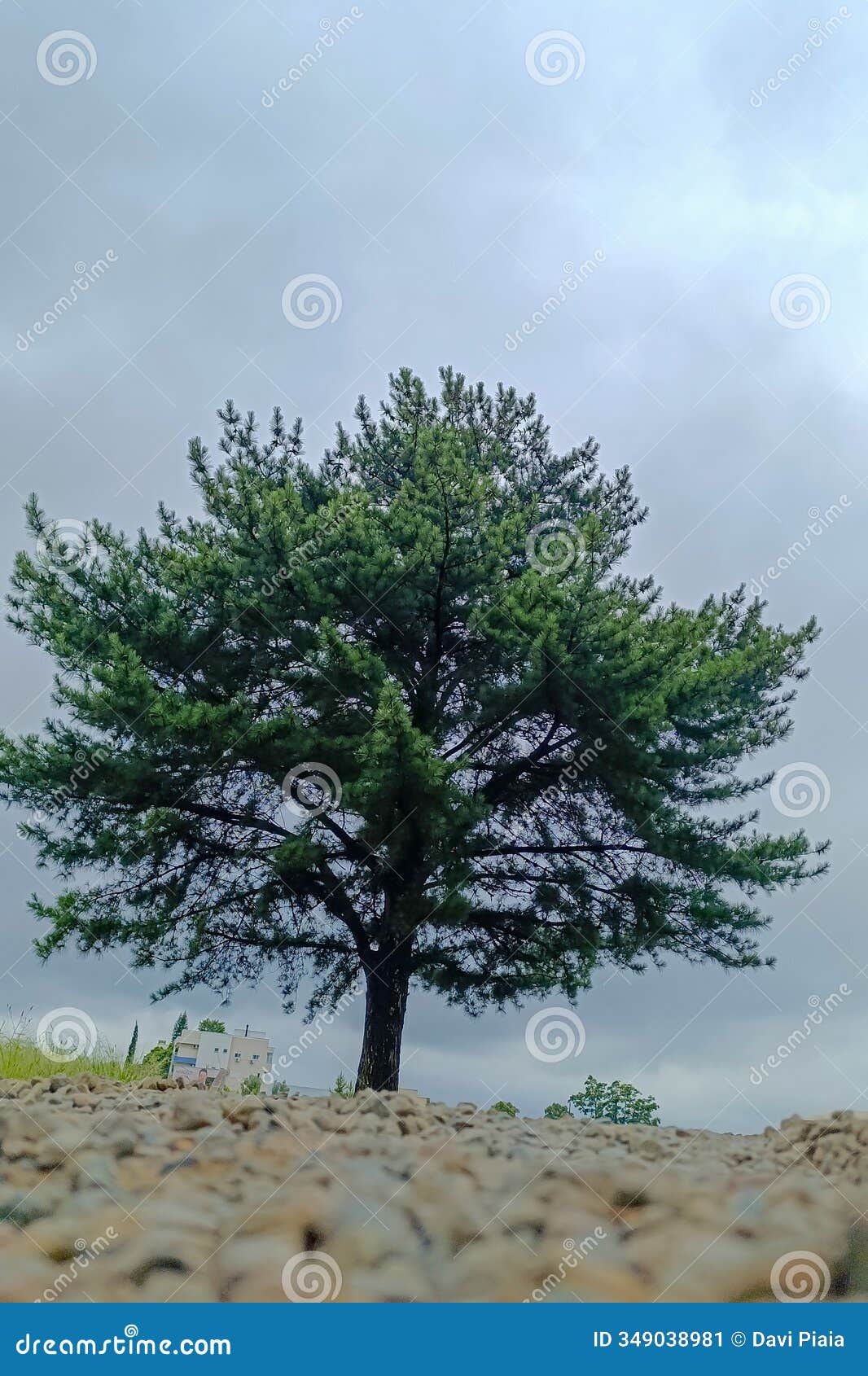 Lone Pine Tree Green Stone Floor Stock Image - Image of lone, green ...