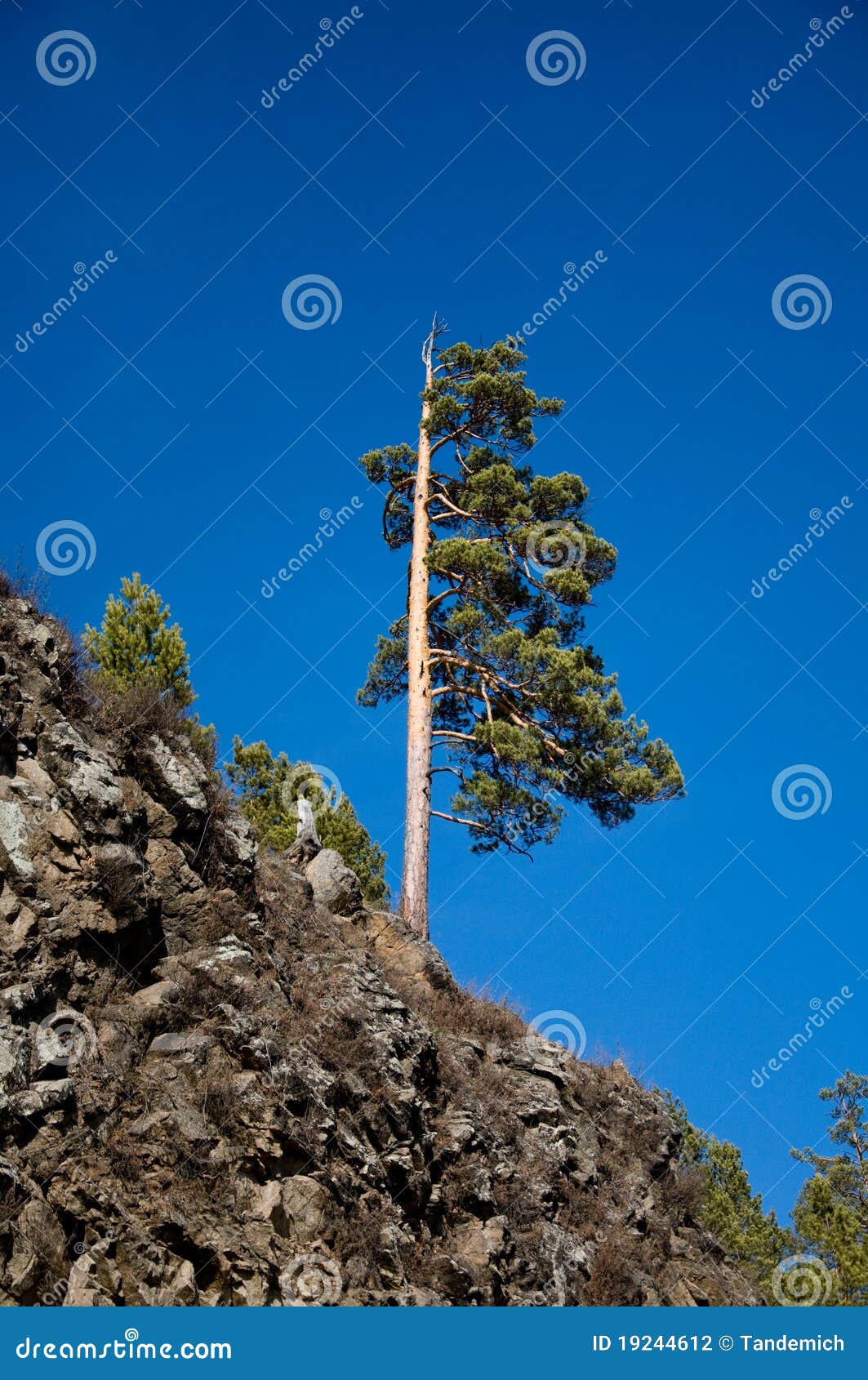 Lone pine tree on the hill stock photo. Image of outdoor - 19244612