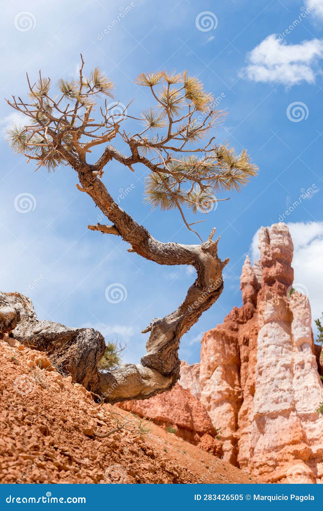 Lone Pine Tree with the Hoodoos in the Background. Stock Image - Image ...