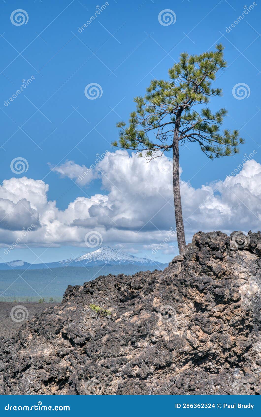 Lone Pine Tree in Lava Lands State Park in Oregon Stock Photo - Image ...