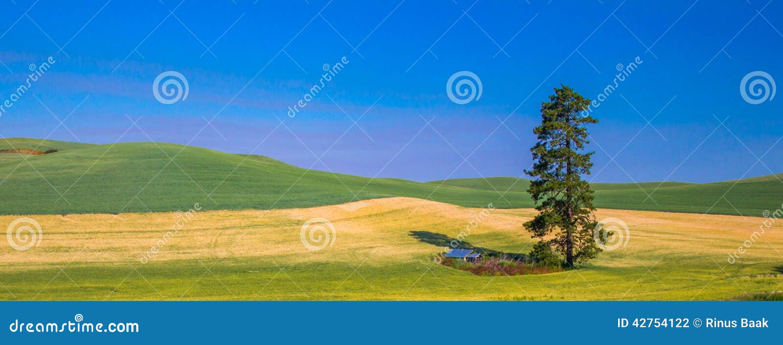 Lone Pine Tree stock photo. Image of northwest, state - 42754122