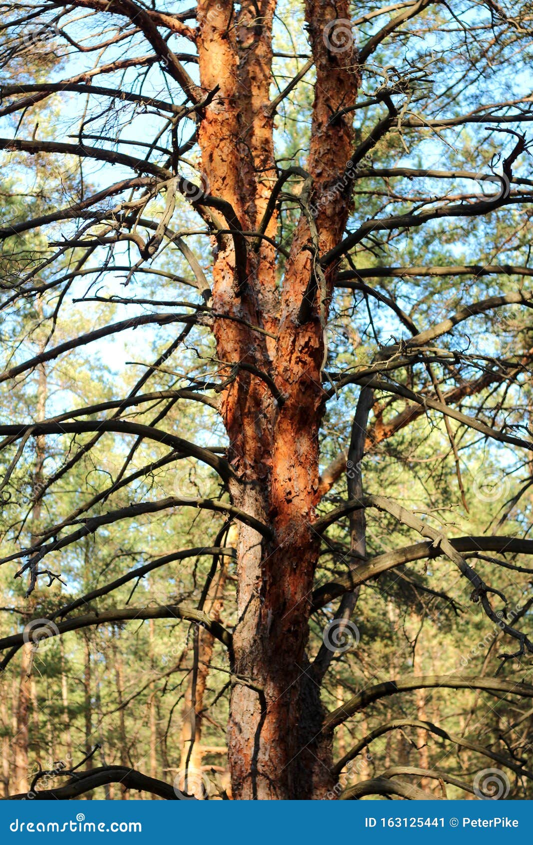 A Lone Pine Tree with Three Trunks Stock Image - Image of horizontal ...