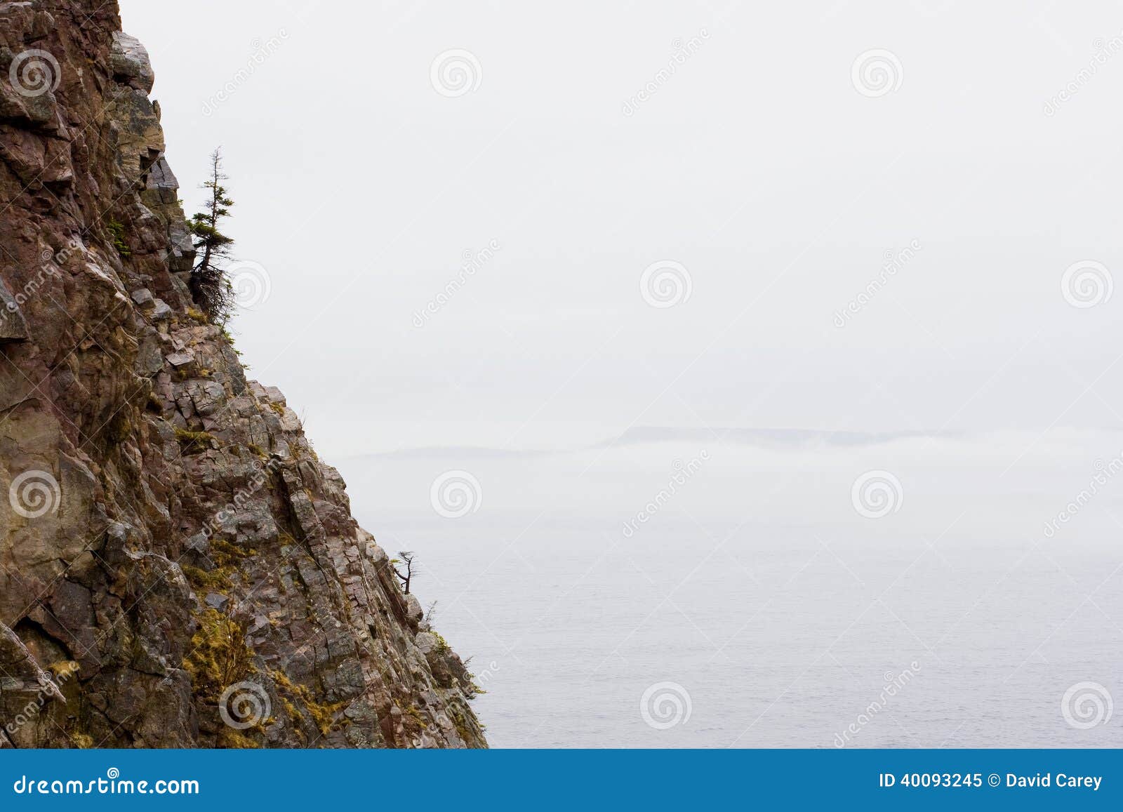 Lone Pine Tree on Mountain Cliff beside Ocean Stock Image - Image of ...