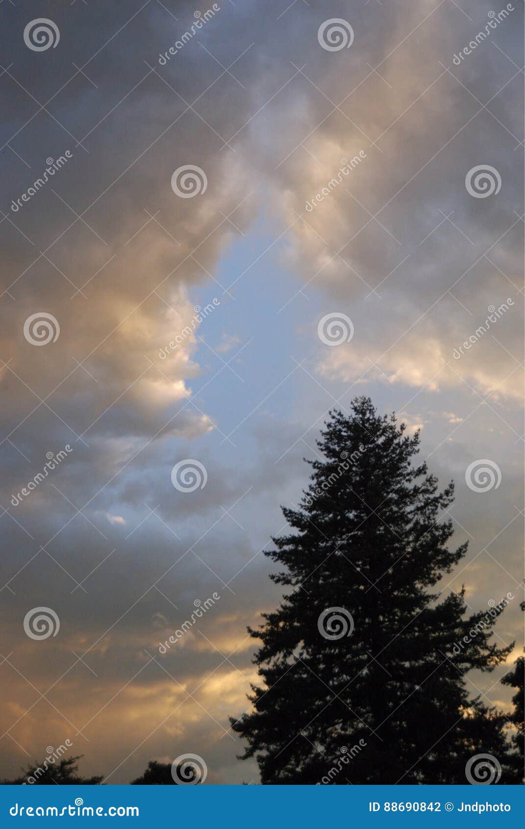 Lone Pine Underneath Cloudy Sky at Sunset Stock Photo - Image of small ...