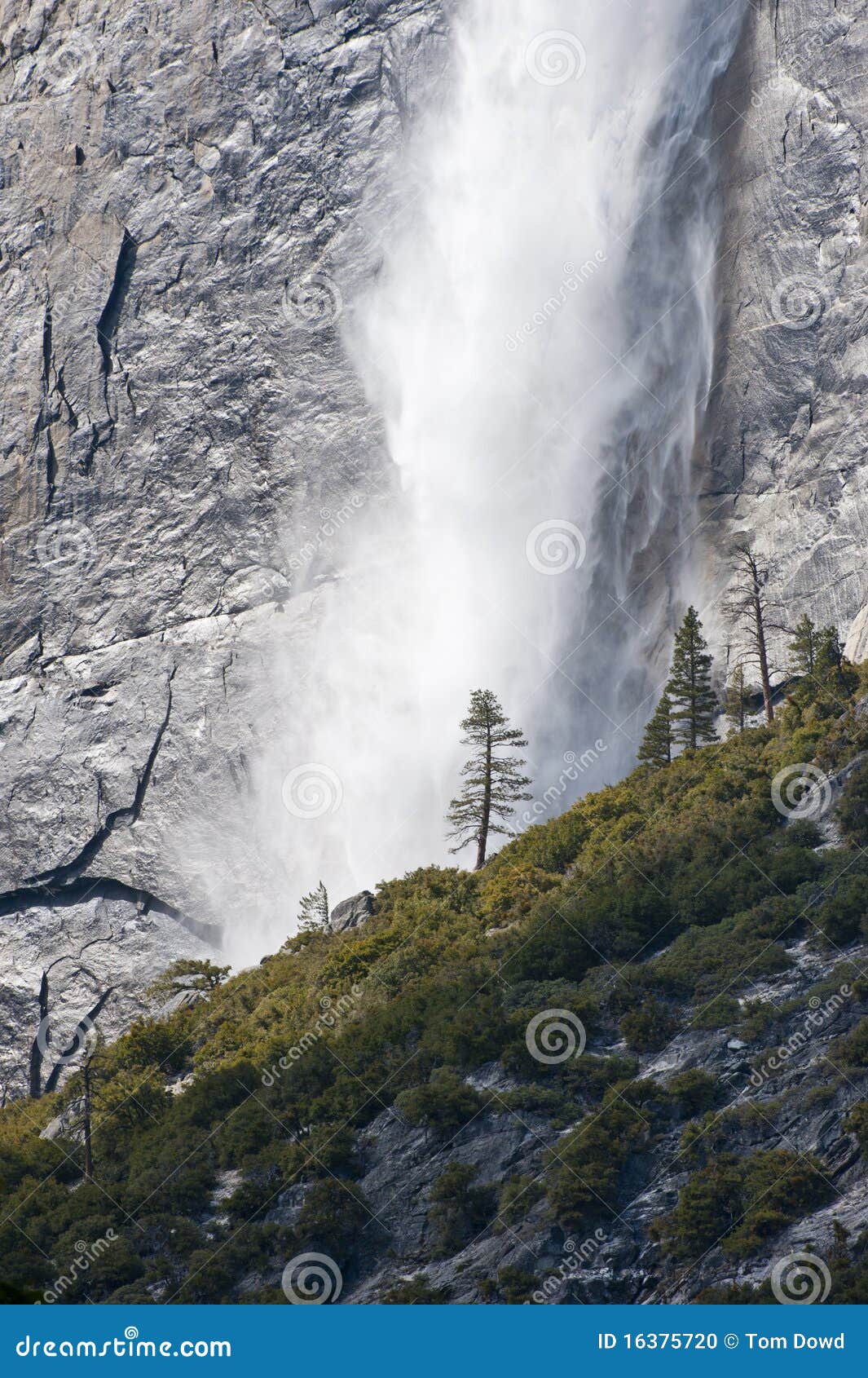 Lone pine and waterfall stock photo. Image of america - 16375720