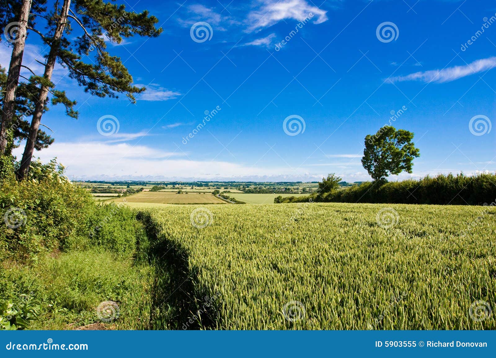 Lone Pines on Hill stock image. Image of united, bedfordshire - 5903555