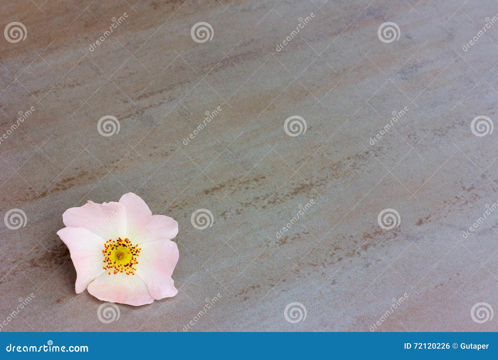 Lone Pink Flower Wild Rose on a Gray Background Stock Photo - Image of ...