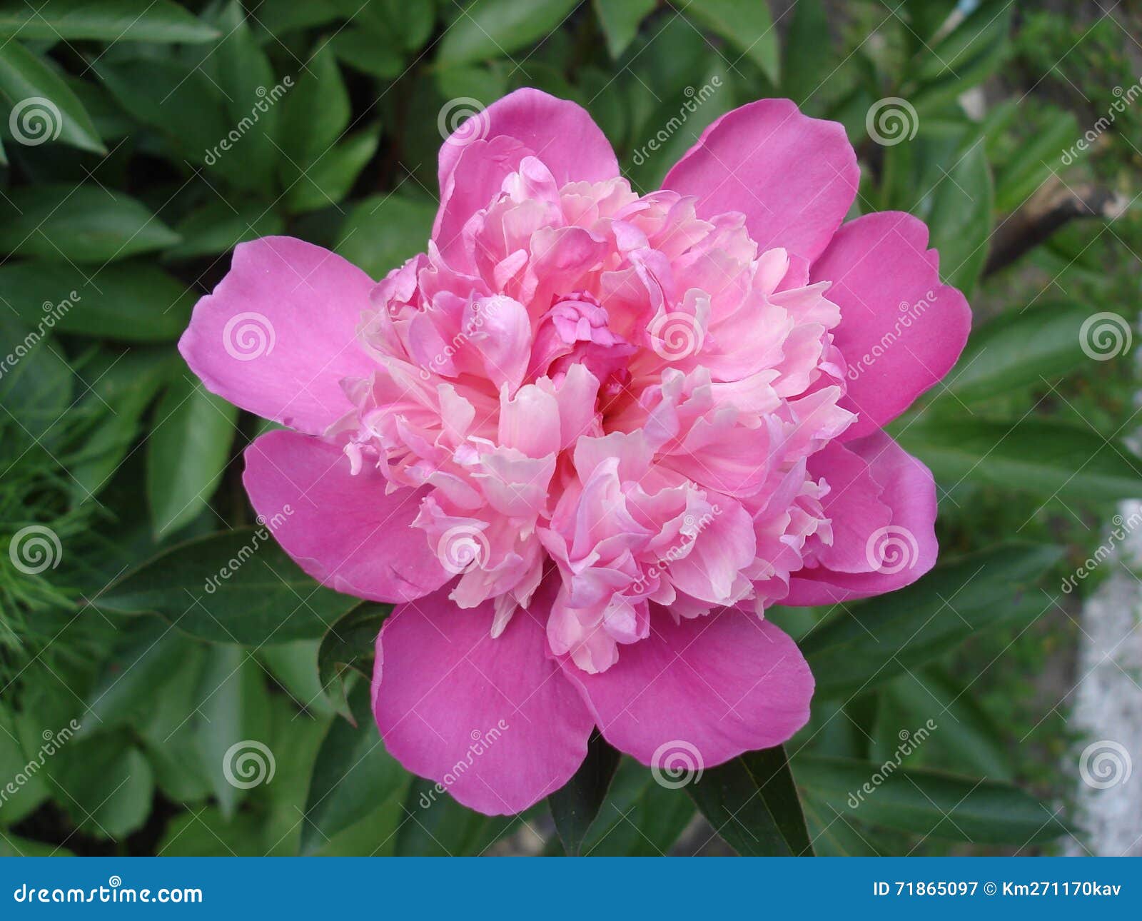 Lone Pink Peony Flower Amabilis Stock Image - Image of bloom, pink ...