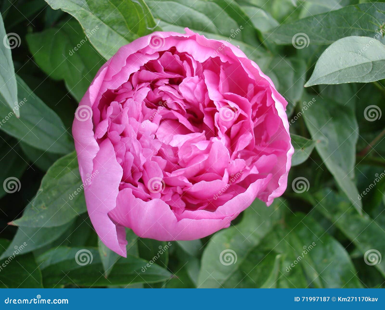 Lone Pink Peony Flower Amabilis Stock Photos - Free & Royalty-Free ...