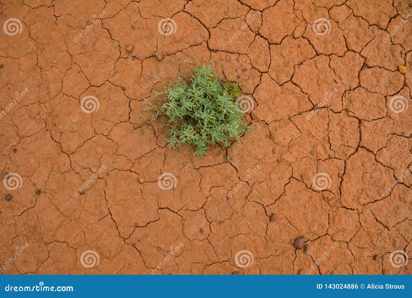 Lone Plant Grows in Desert on Cracked Bare Earth Stock Photo - Image of ...