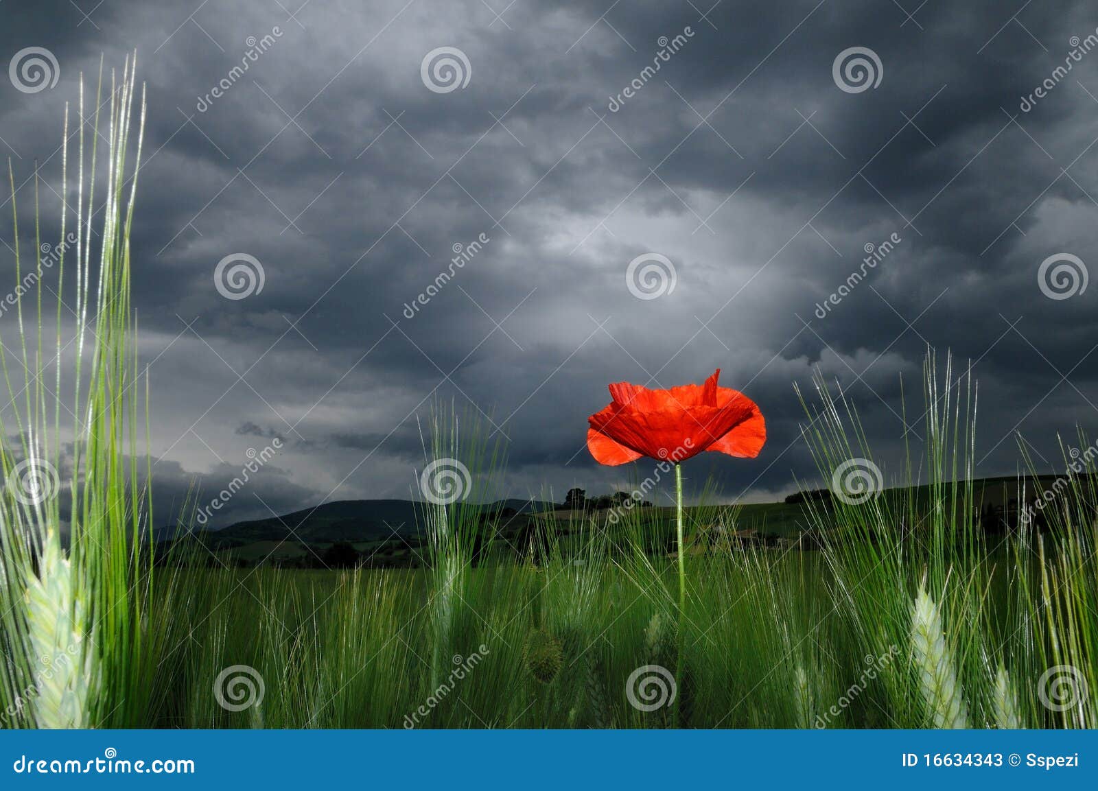 Lone poppy in stormy day stock image. Image of poppy - 16634343