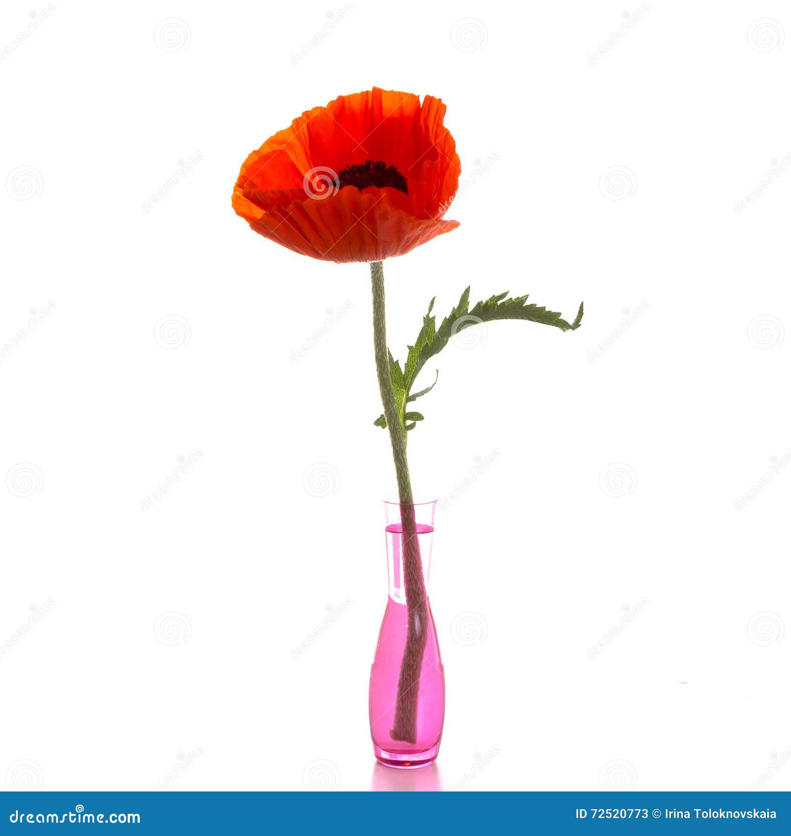Lone poppy in a vase. stock image. Image of garden, natural - 72520773