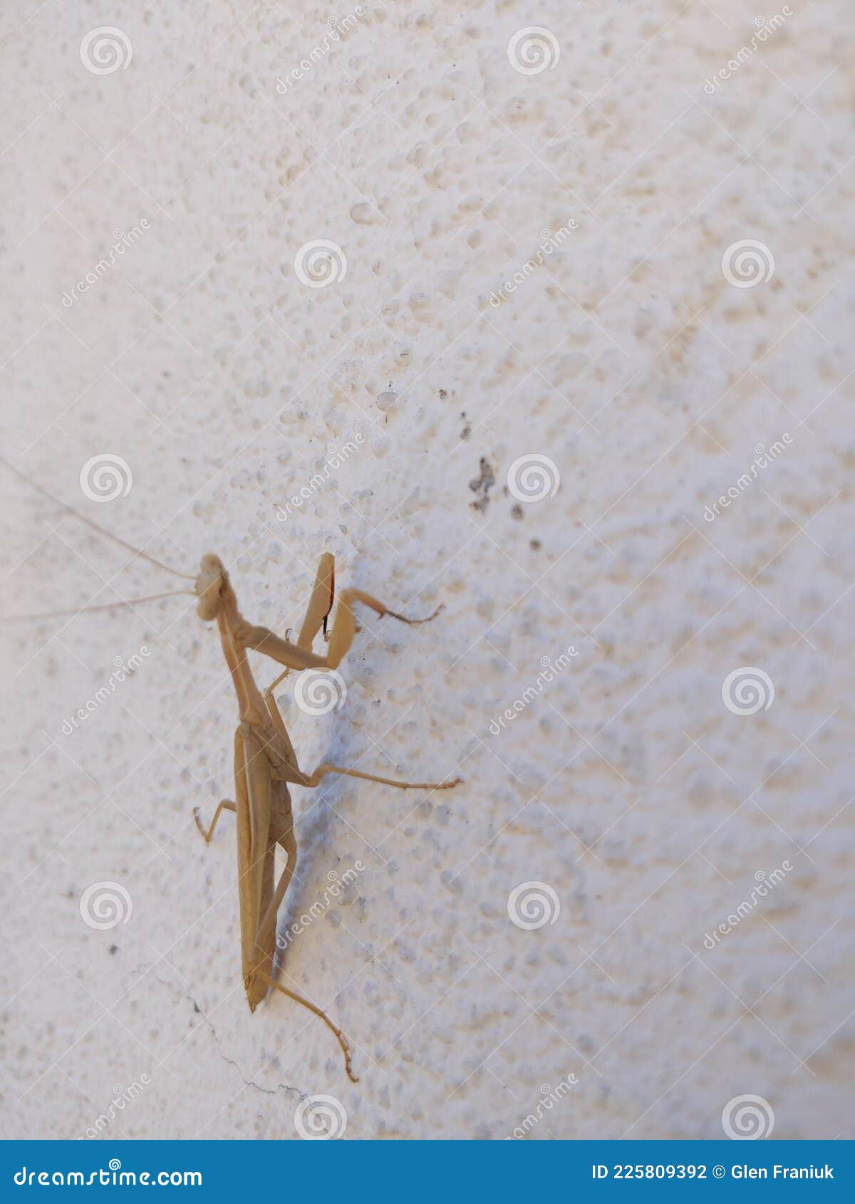 Praying mantis on the wall stock photo. Image of drawing - 225809392