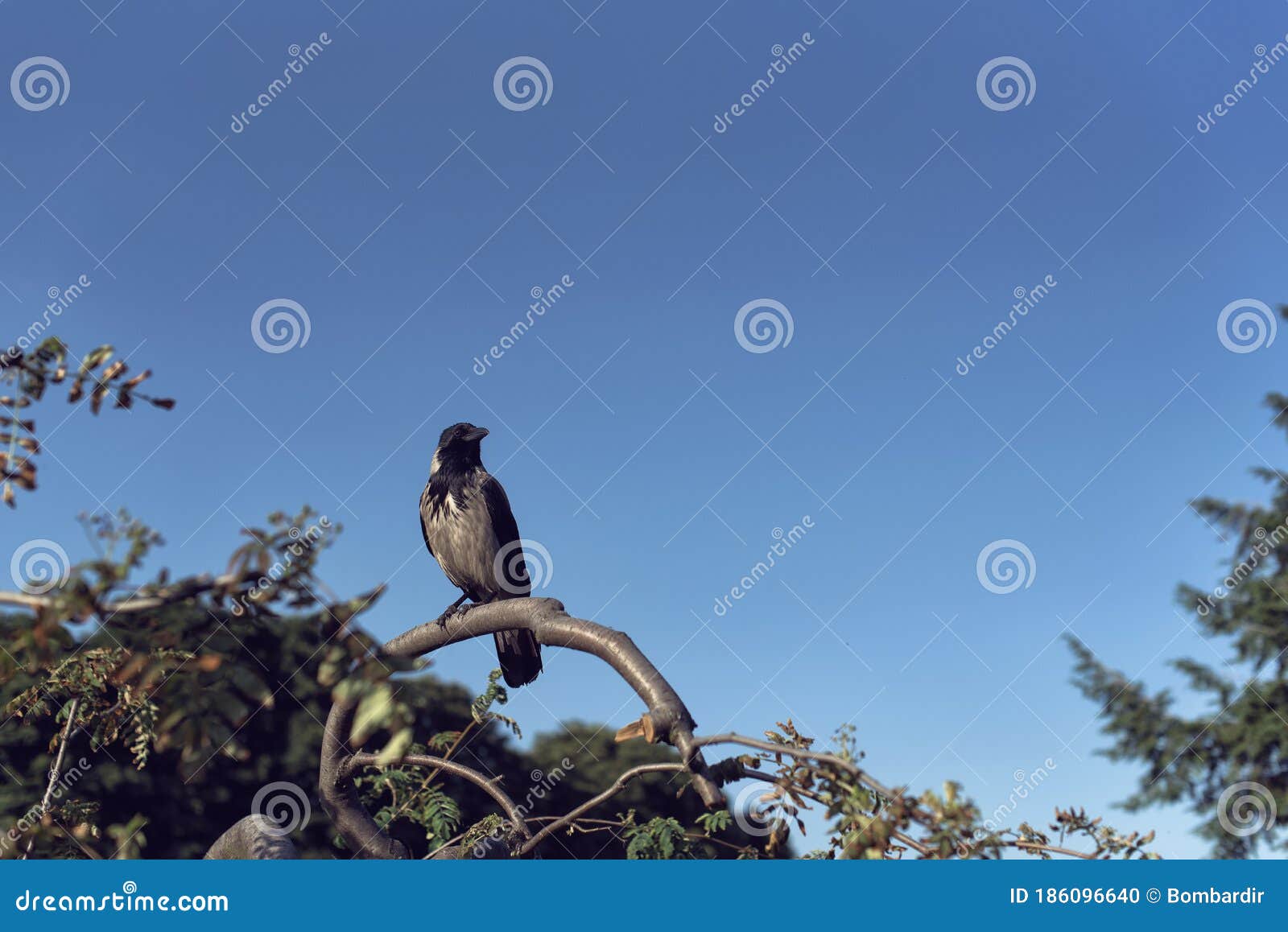Lone Raven Sitting on a Branch in a Park Stock Photo - Image of bird ...