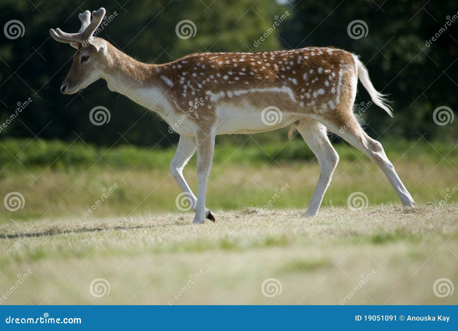 A lone red deer stock image. Image of mammals, park, antlers - 19051091
