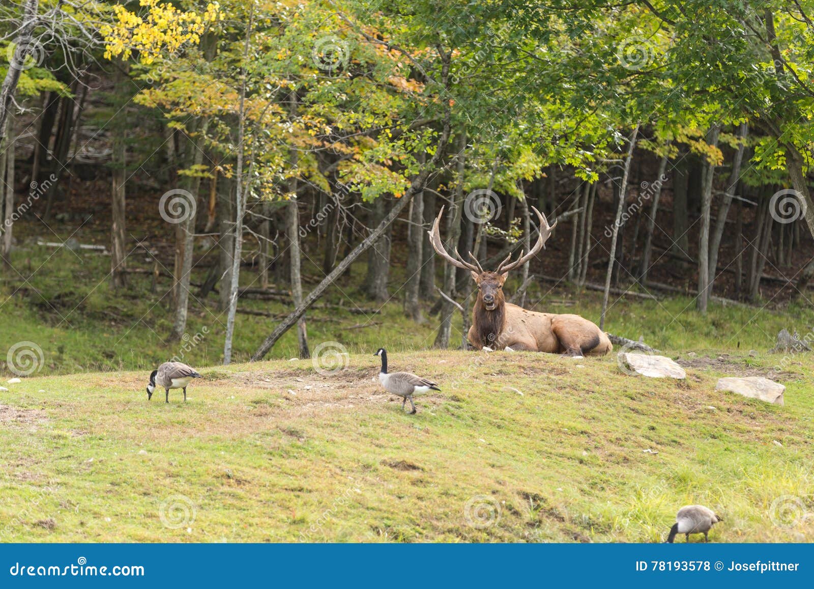 A Lone Red Deer in the Woods Stock Photo - Image of grass, hatch: 78193578