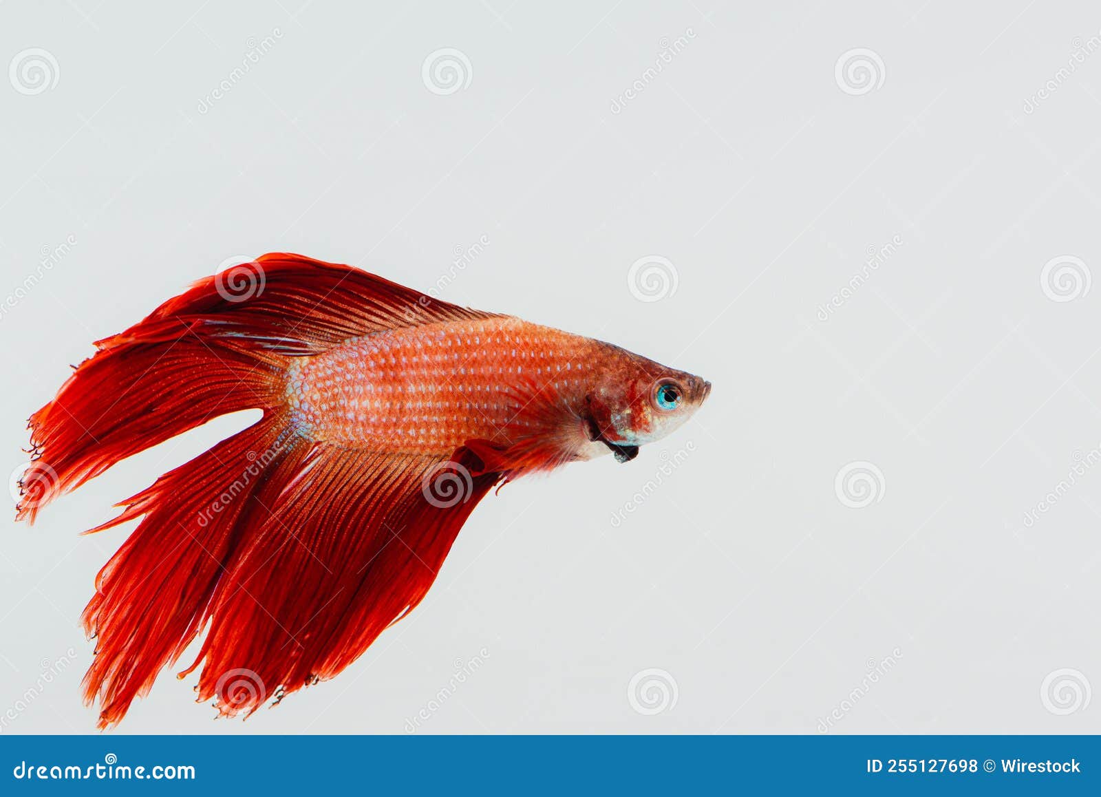 Lone Red Longtail Betta Fish with Blue Eyes. Stock Photo - Image of ...