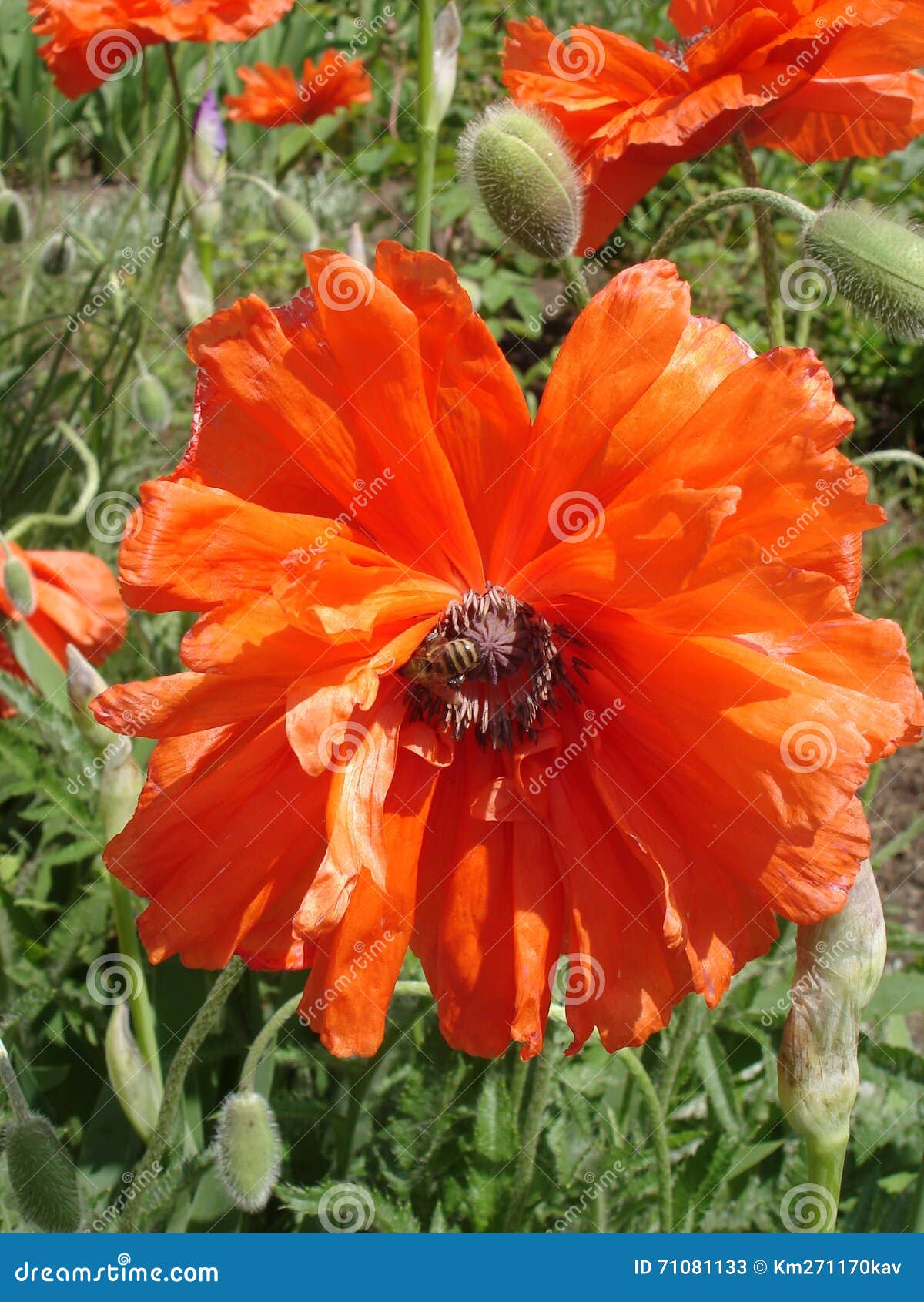 Lone Red Poppy Flower with Bee in a Sunny Day Stock Image - Image of ...