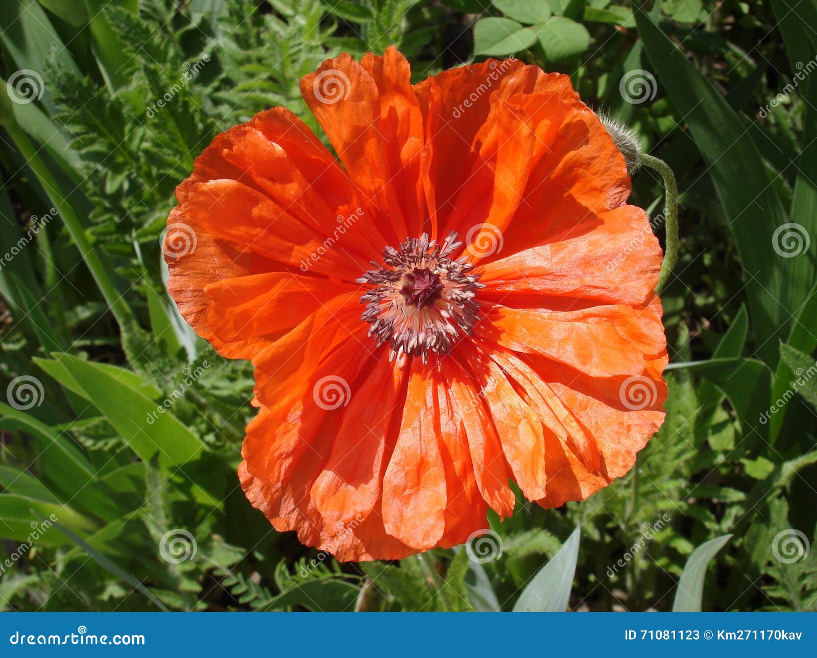 Lone Red Poppy Flower in a Sunny Day Stock Image - Image of poppy ...