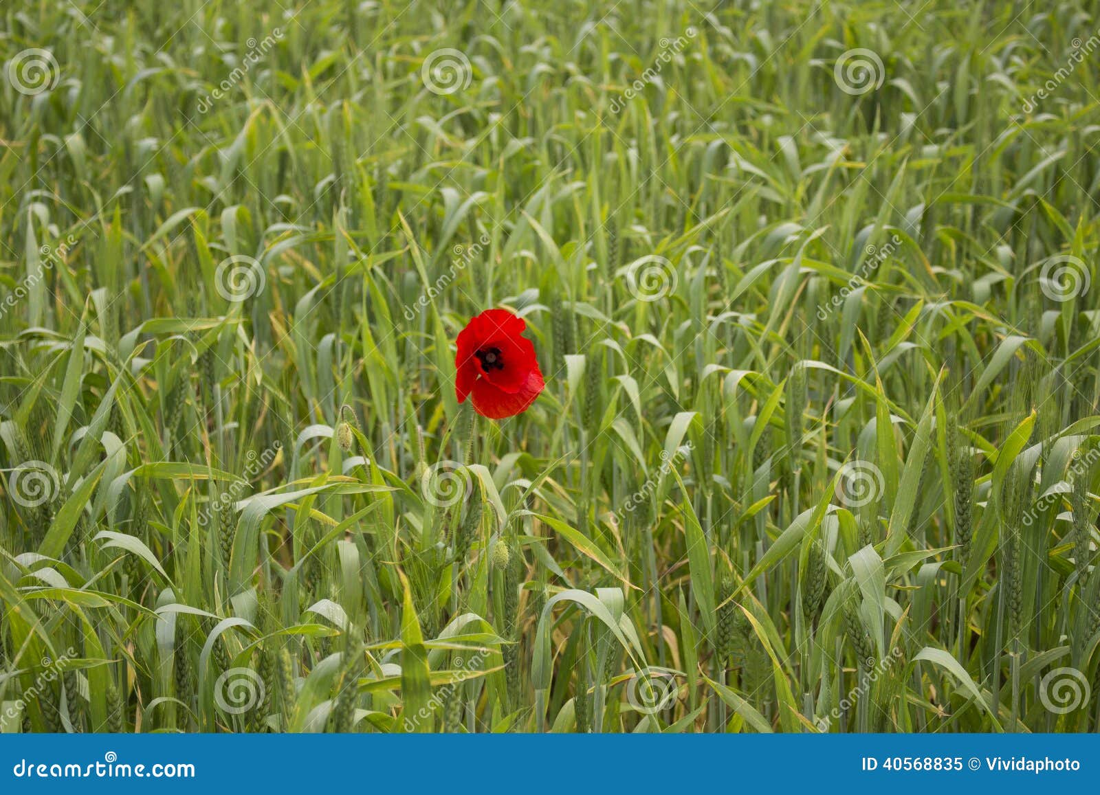 Lone Red Poppy on Green Field Stock Image - Image of flanders, flowers ...