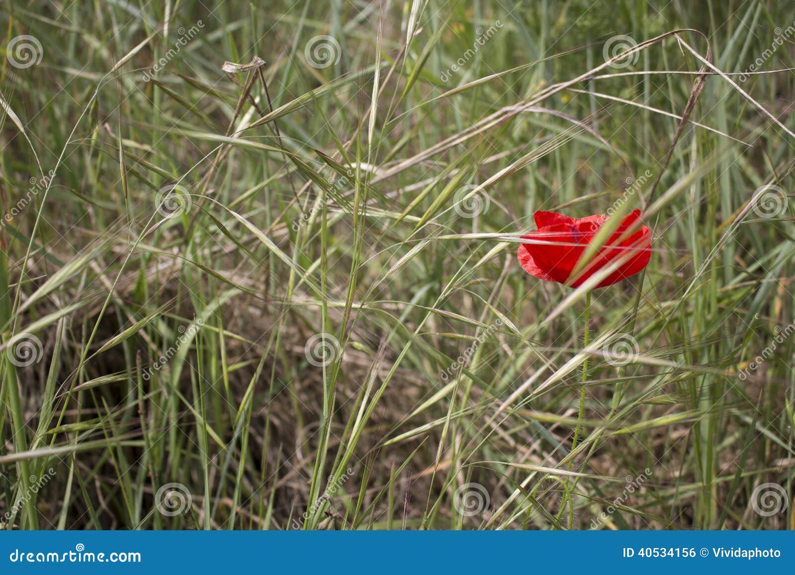 Lone Red Poppy on Green Weeds Stock Photo - Image of flanders, green ...