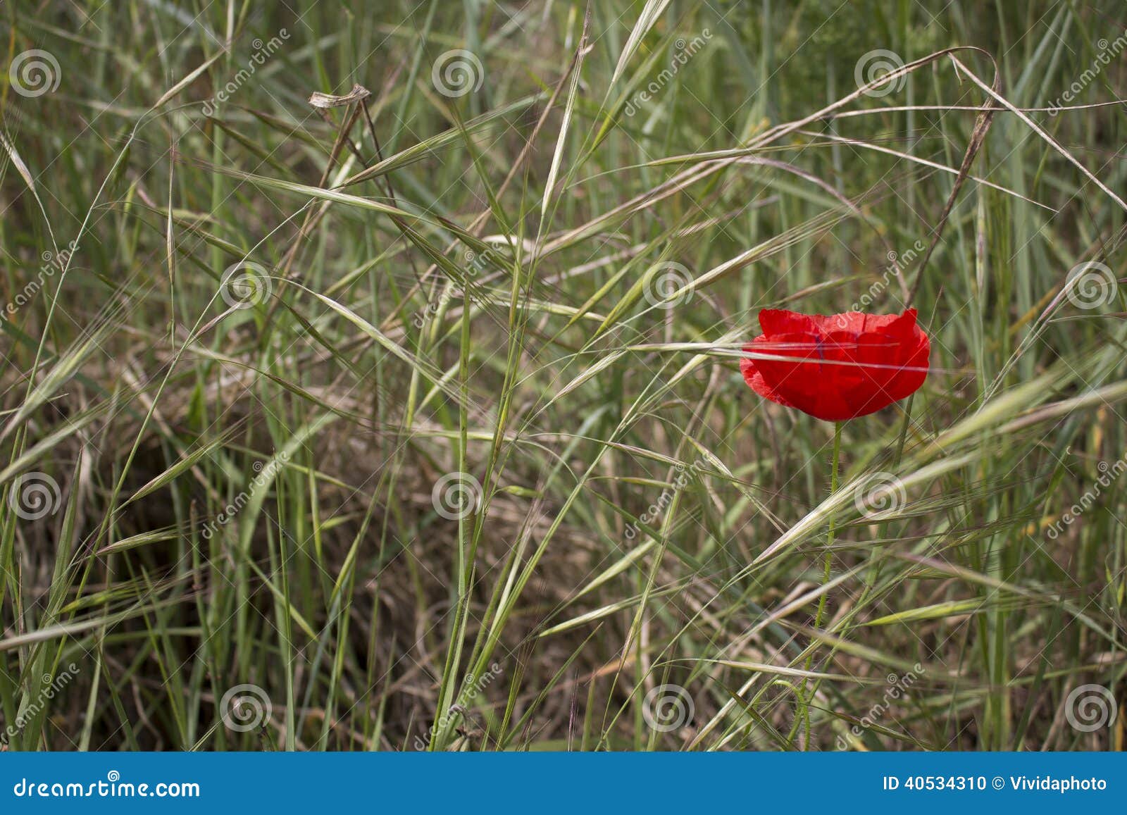 Lone Red Poppy on Green Weeds Stock Photo - Image of weeds, grass: 40534310