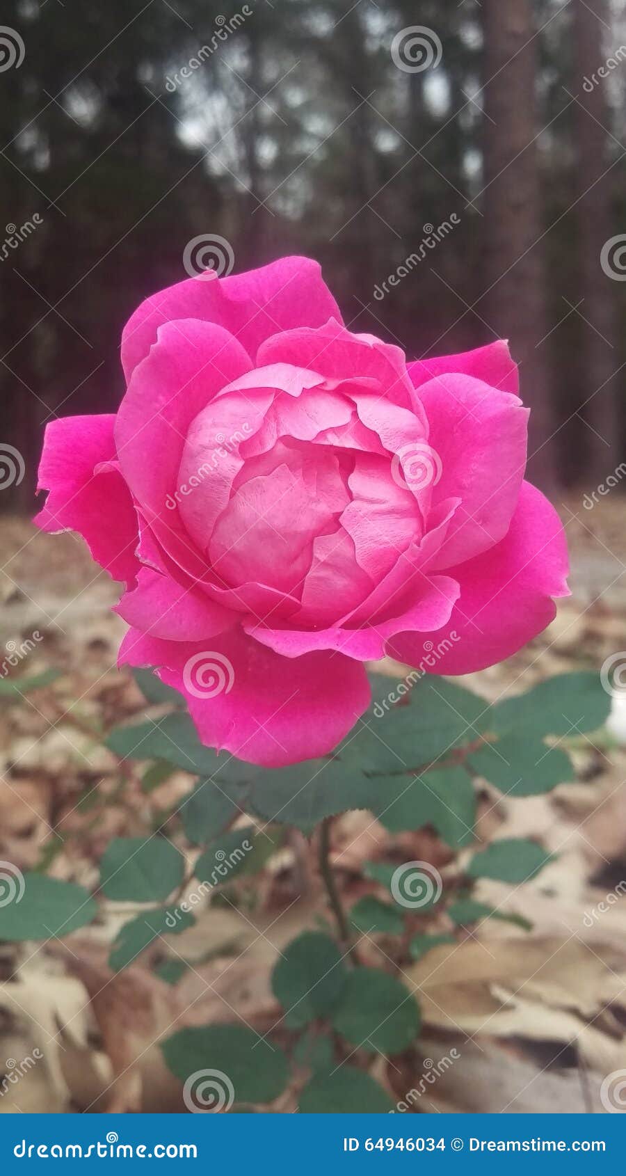 Lone rose stock photo. Image of beauty, lone, rose, fall - 64946034